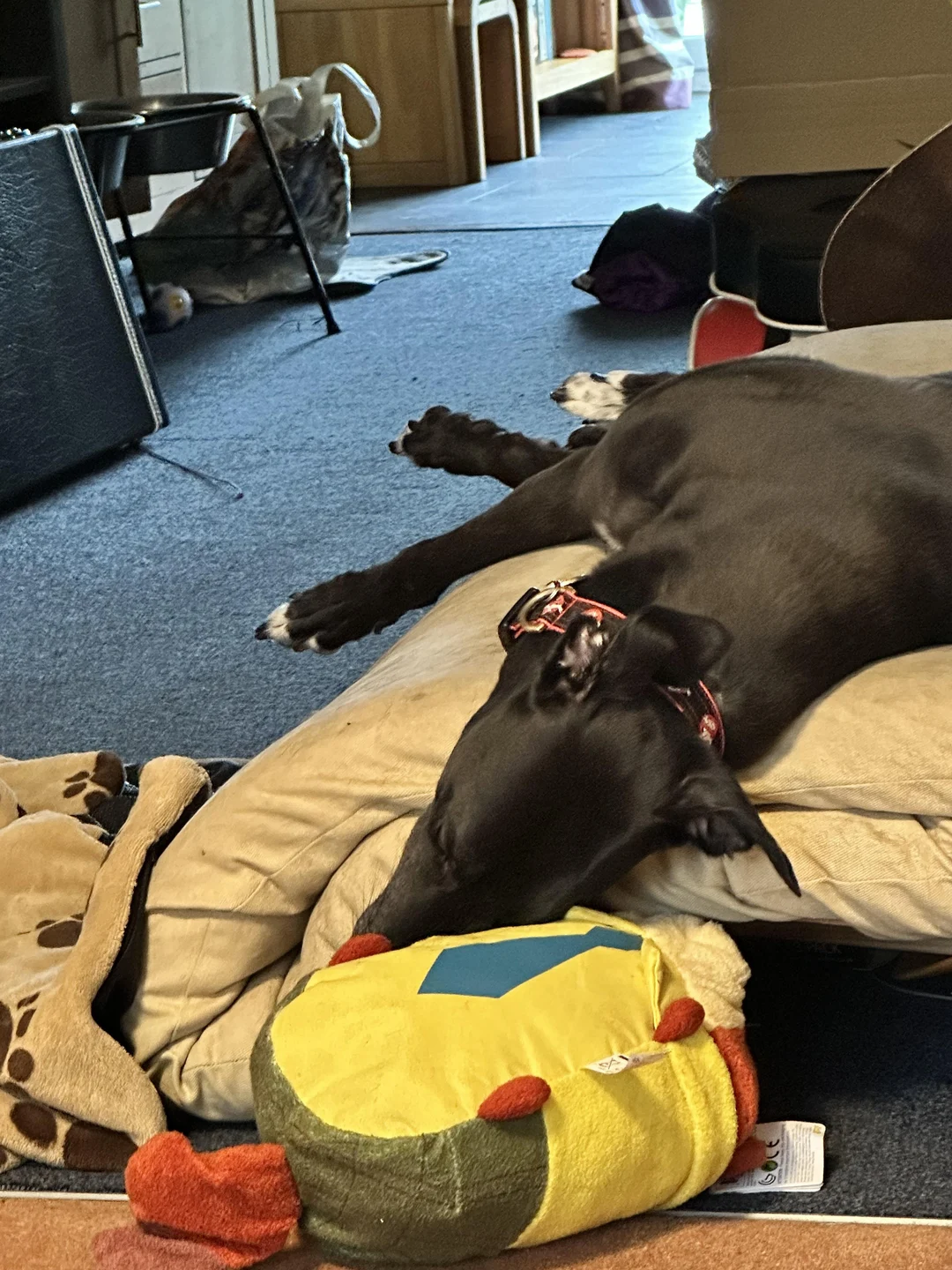 Someone pinched a cuddly | Scrolller