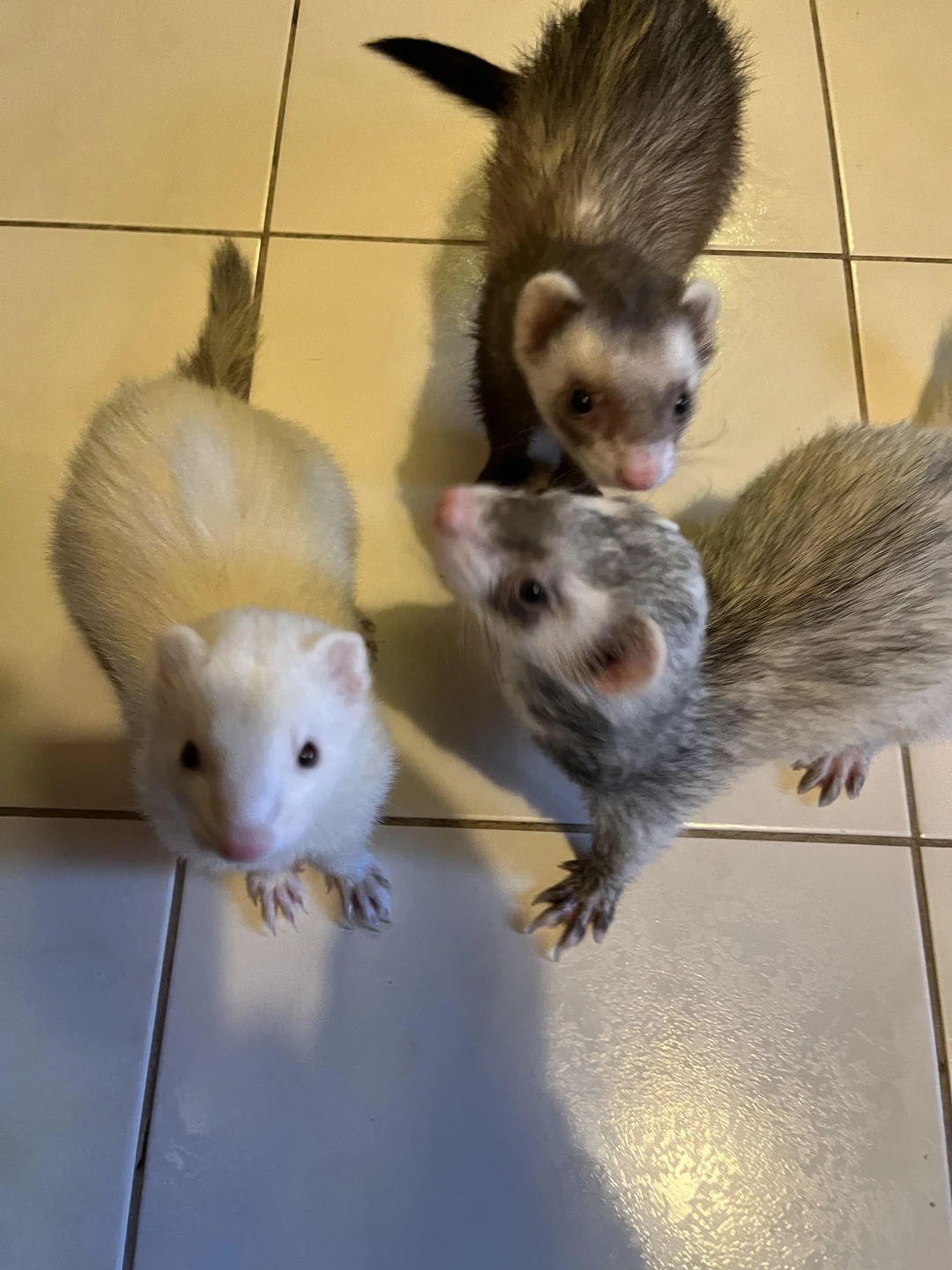 Pretty good shot of my business. The one who isn’t looking is nearly blind, so he tried guys ...