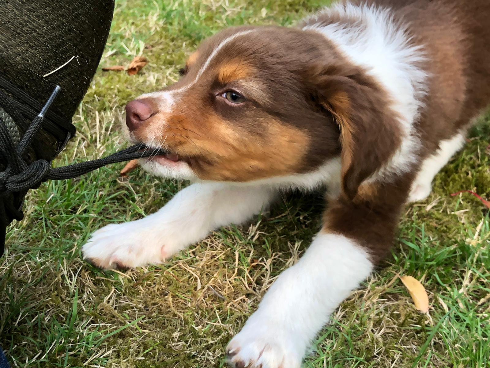 [OC] pulling on shoelaces | Scrolller