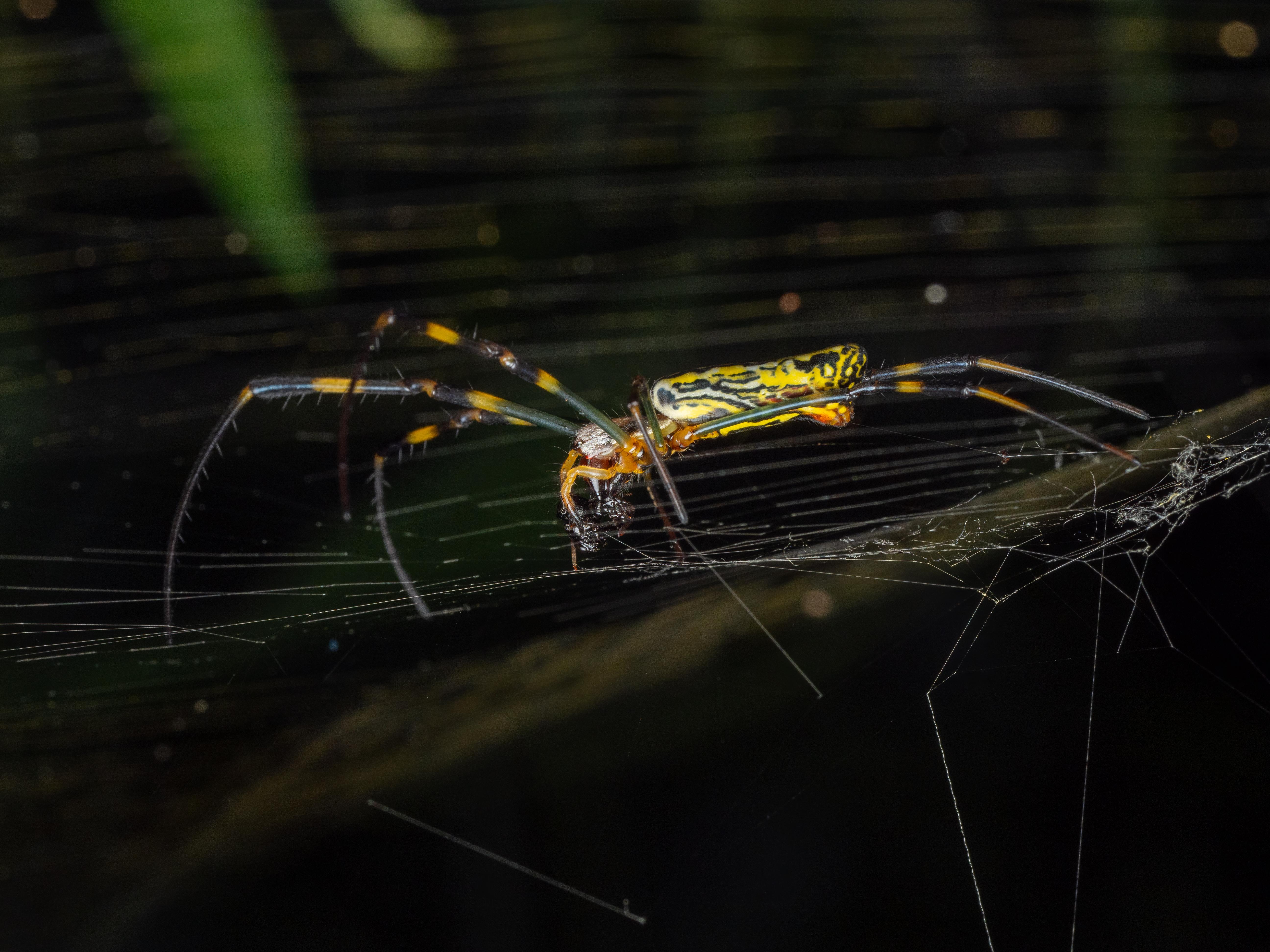 Joro Spider | Scrolller