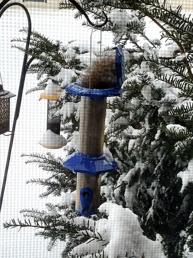 Squirrel resistant feeder | Scrolller
