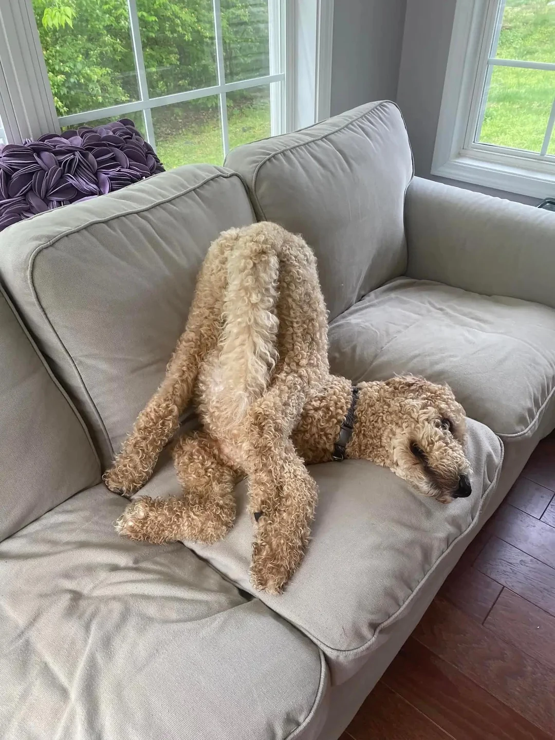 Please rest your gaze on this majestic creature. | Scrolller