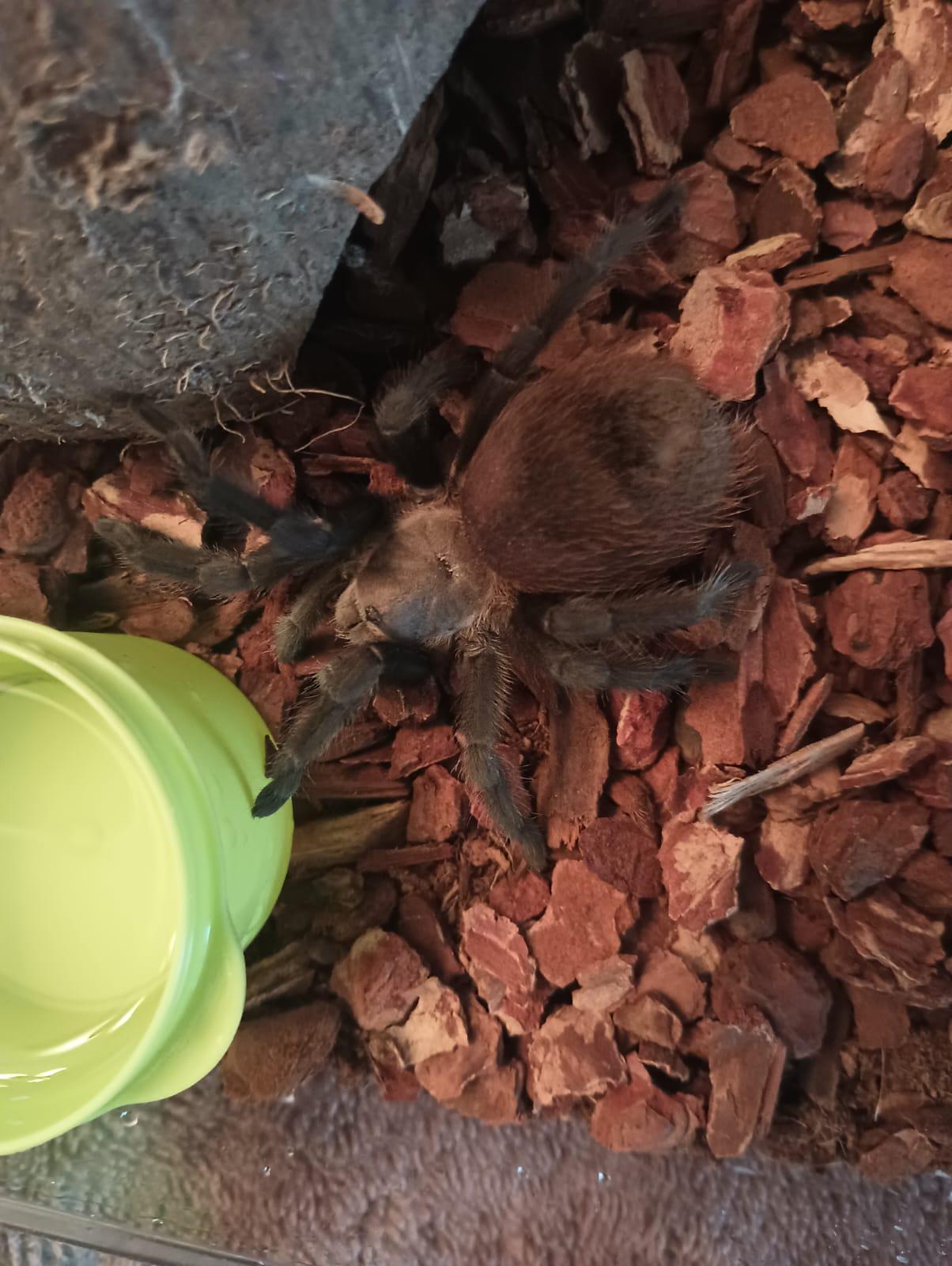 This is tiny Tina. | Scrolller