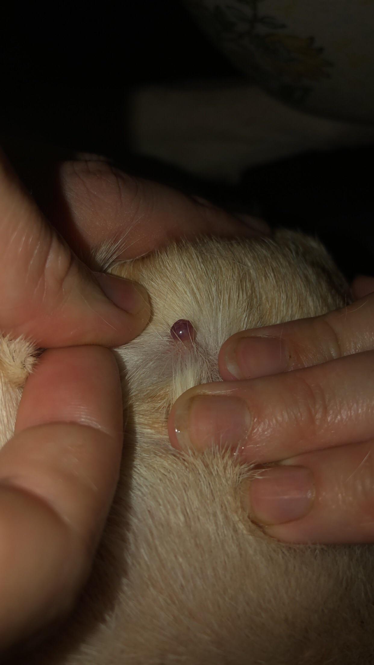 Help identifying what this is | Scrolller