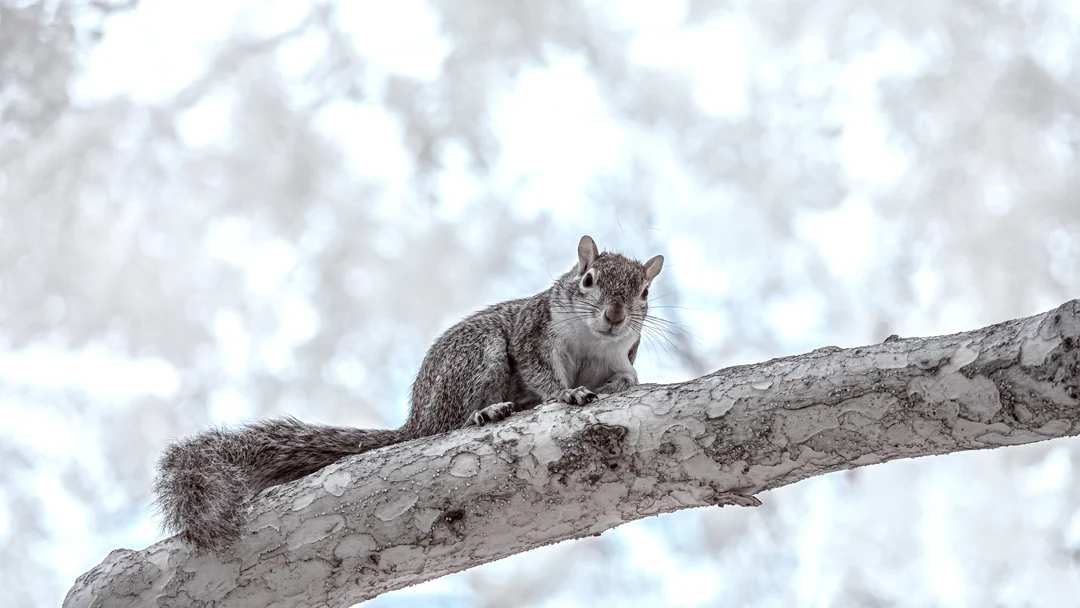 Squirrel | Scrolller