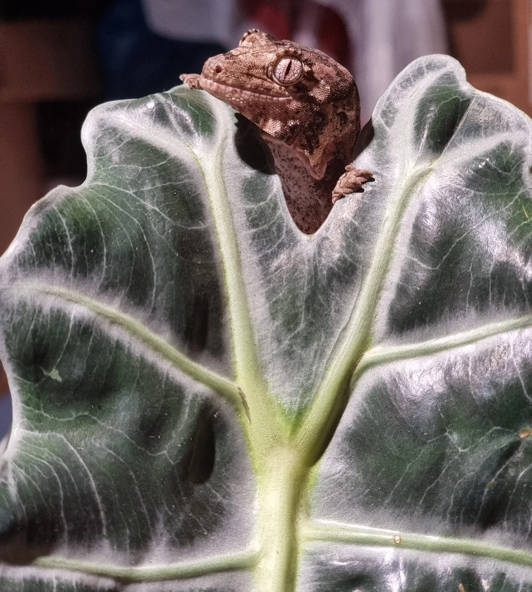 Just got my IKEA Detolf to convert into a Viv, does anyone have any tips and tricks? | Scrolller