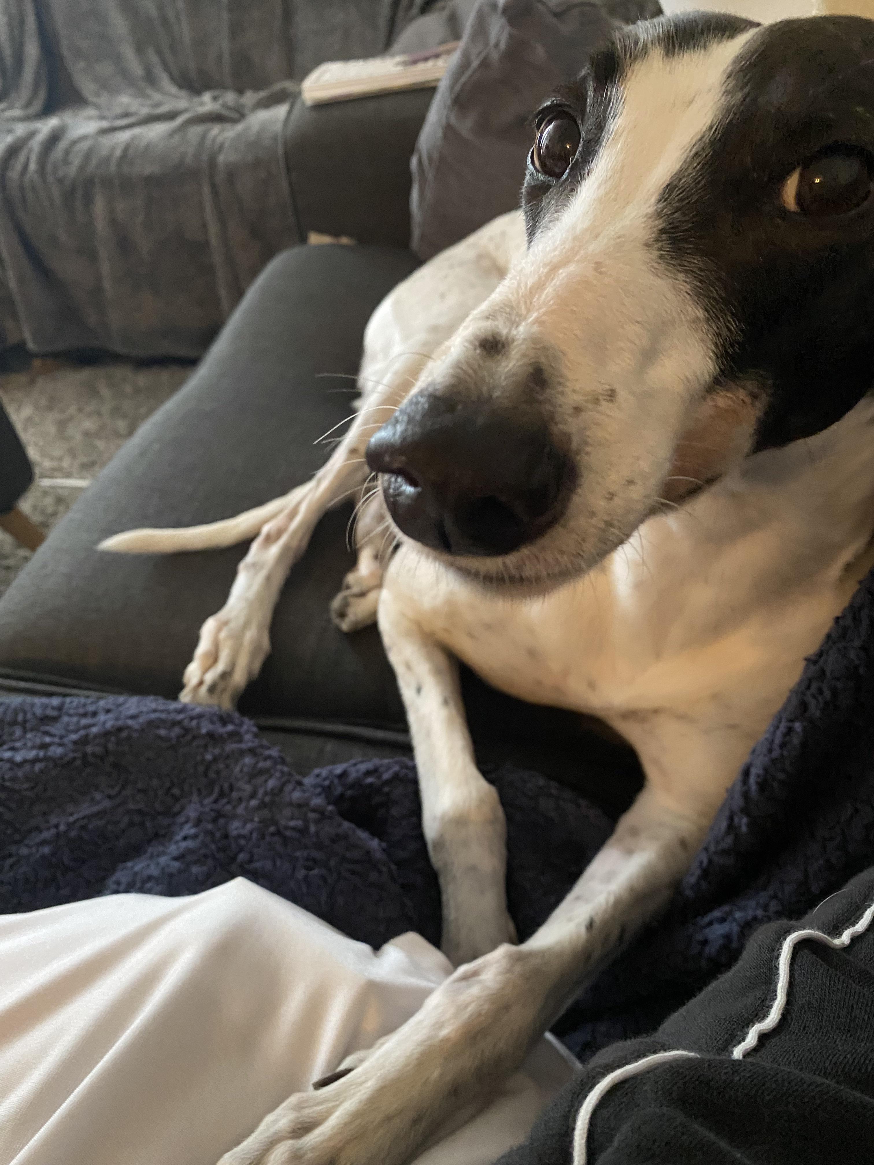 Discover more like Greyhounds: Hey there beautiful and Related Content | Scrolller