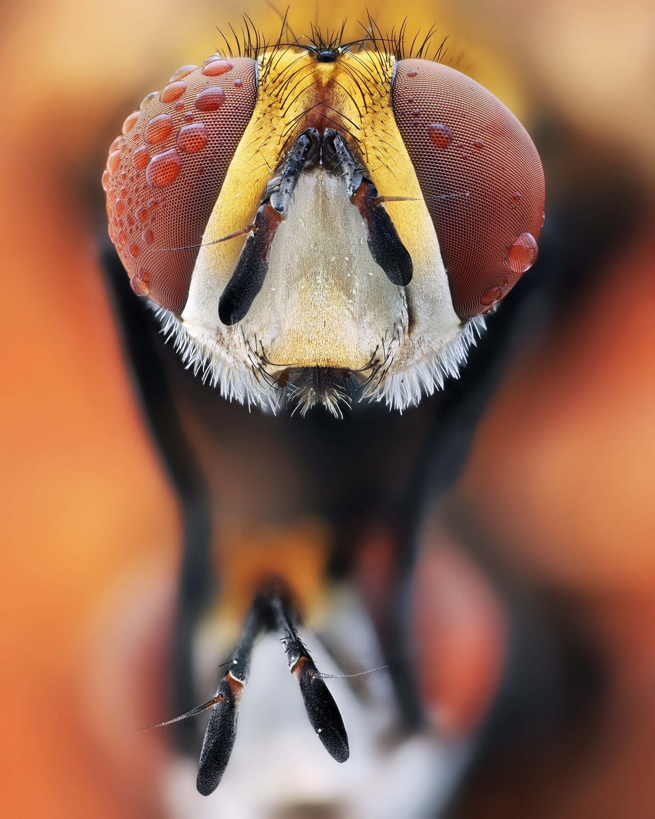 Flies during mating | Scrolller