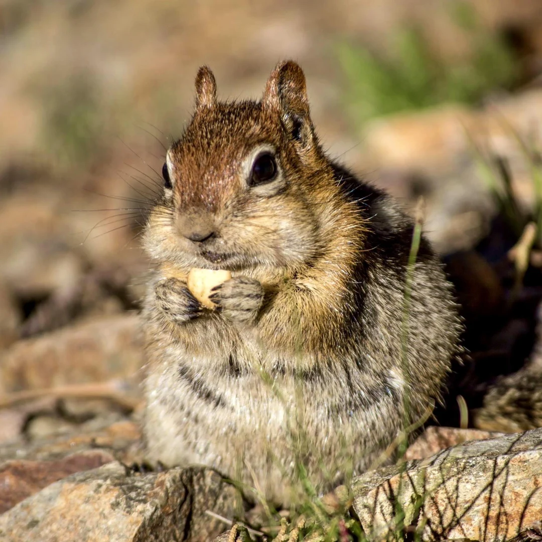Golden-mantled ground squirrel, Desolation Wilderness, California. [OC] | Scrolller