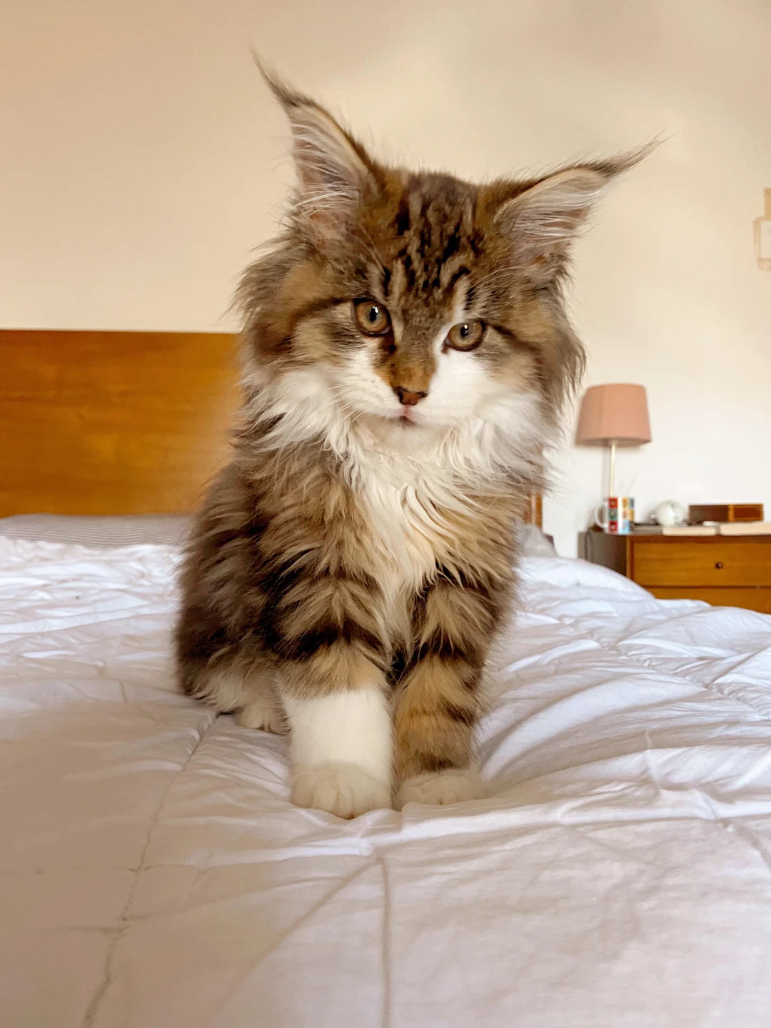 This is Ferdinand. 14 weeks old. | Scrolller