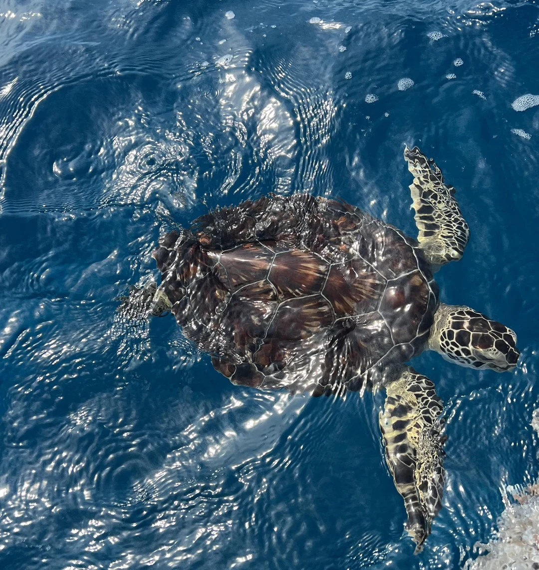 Discover more like Cute: sea turtles are amazing and Related Content | Scrolller