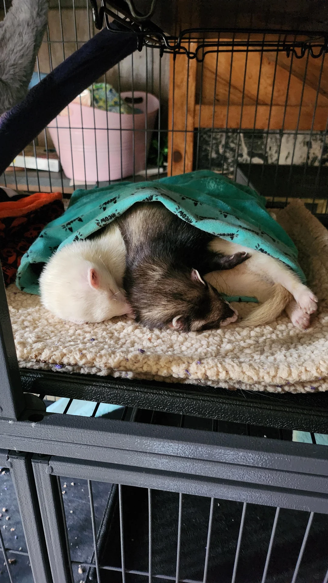 So these bags can sleep 4 lil ones " looks comfy " | Scrolller