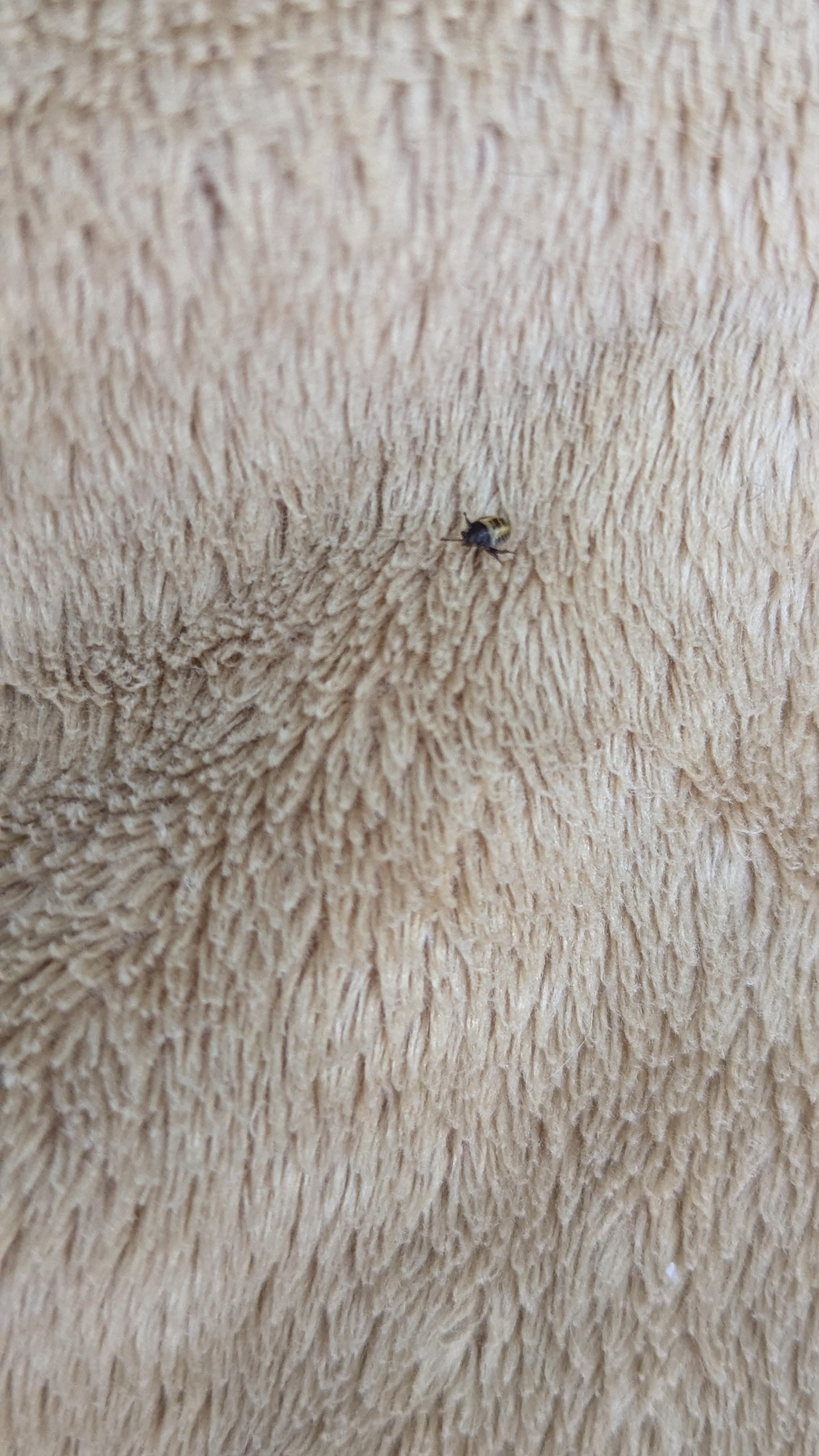 Tiny yellow and black beetle | Scrolller