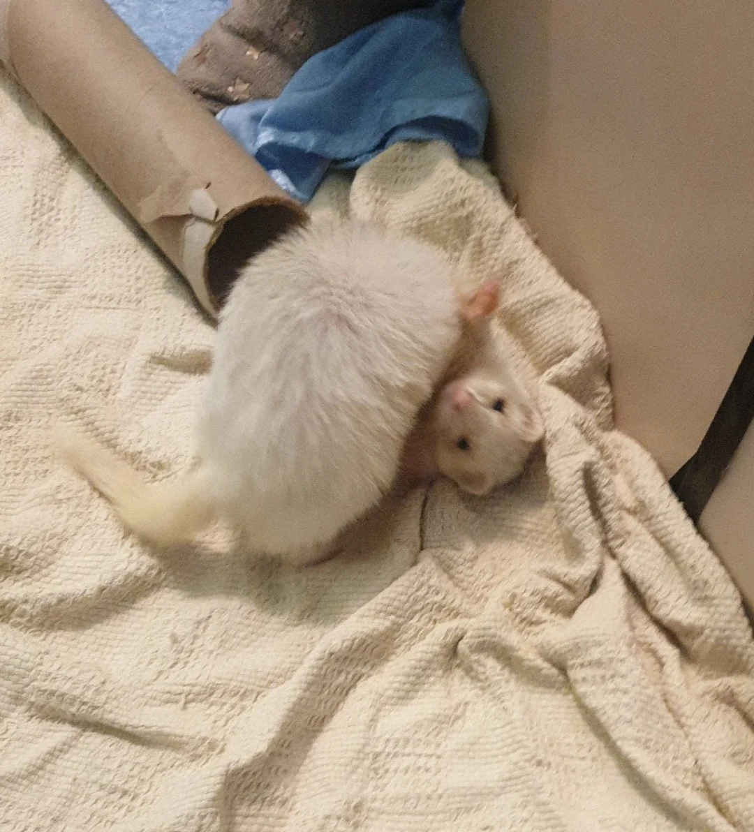 Discover more like Ferrets: Boris mid roll. and Related Content | Scrolller
