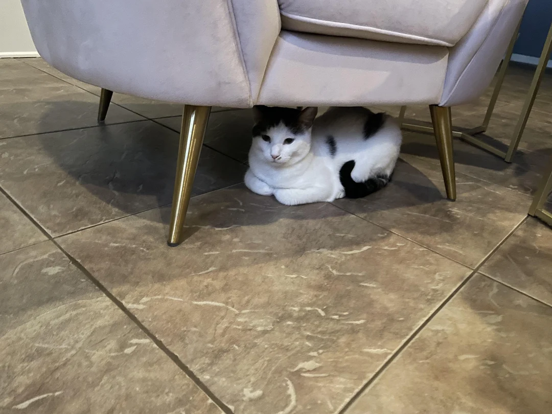 Curled tail and tiptoe touches | Scrolller