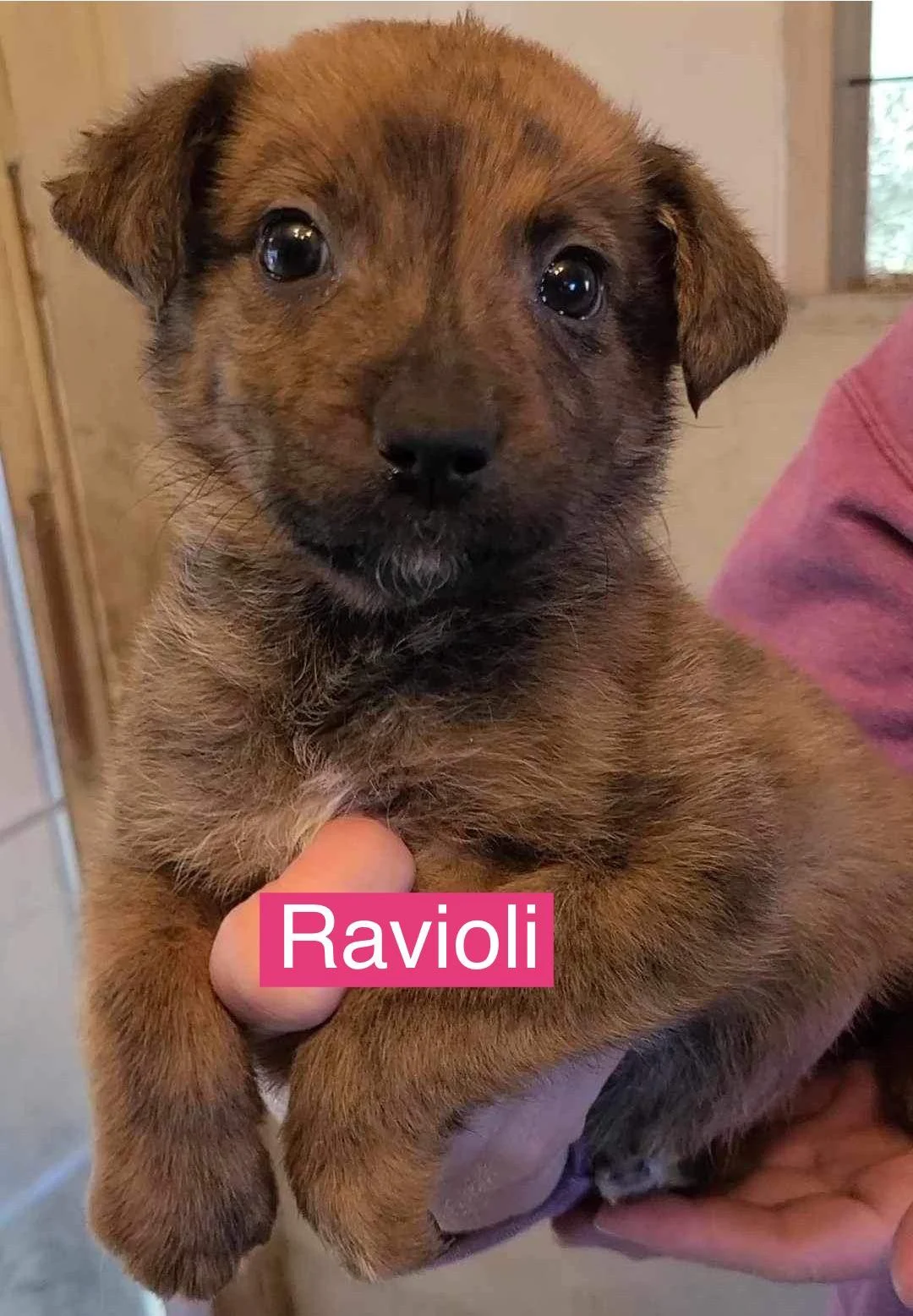 Identify the breed | Scrolller