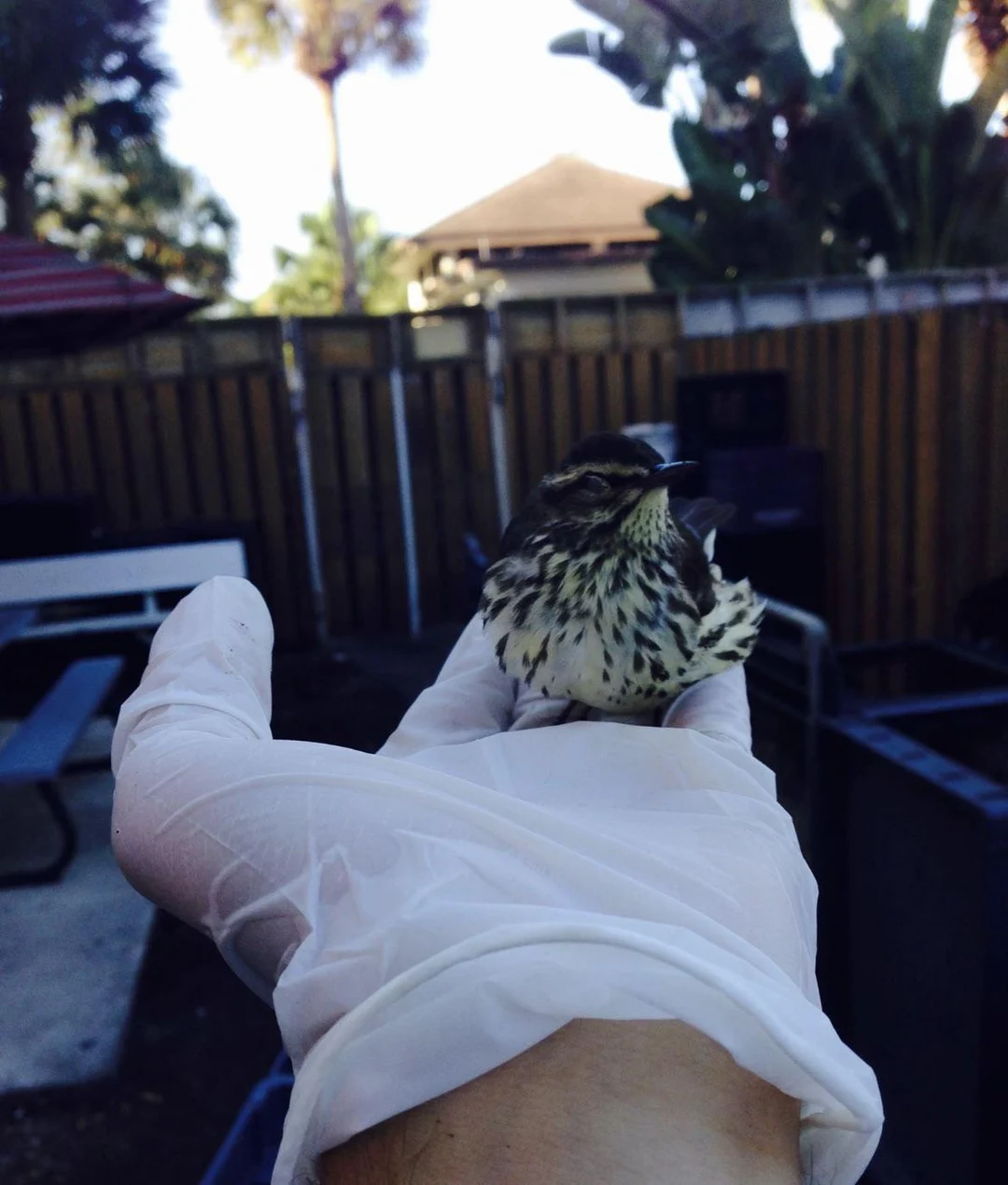 What kind of bird? | Scrolller