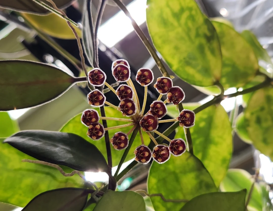 Hoya Rosita in bloom for the first time | Scrolller