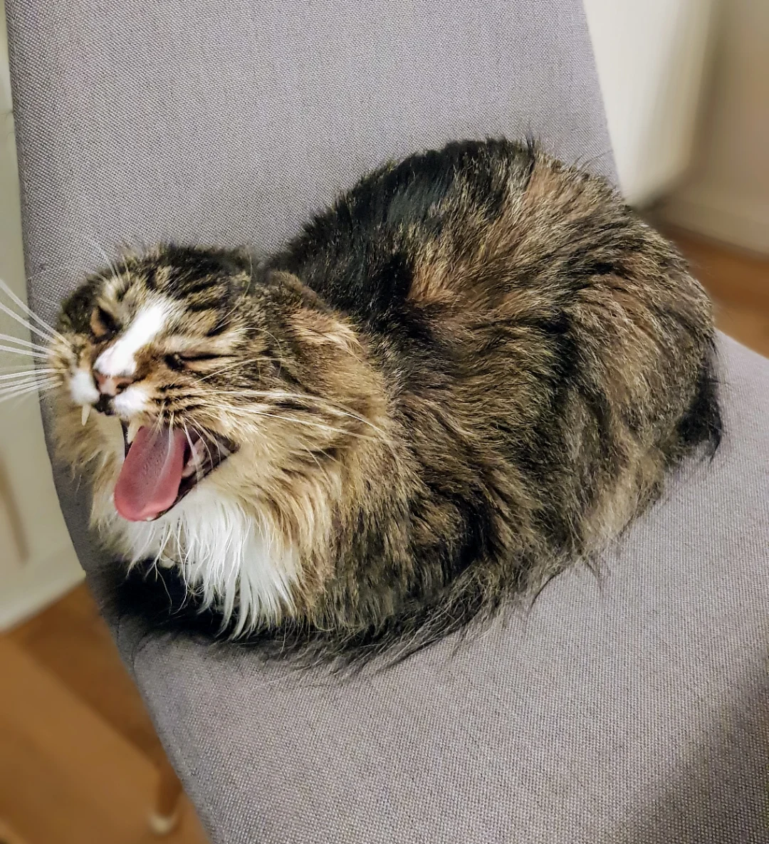 Leopard seals can be quite dangerous | Scrolller