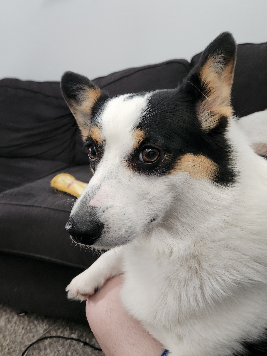 Emotional Support Corgi | Scrolller