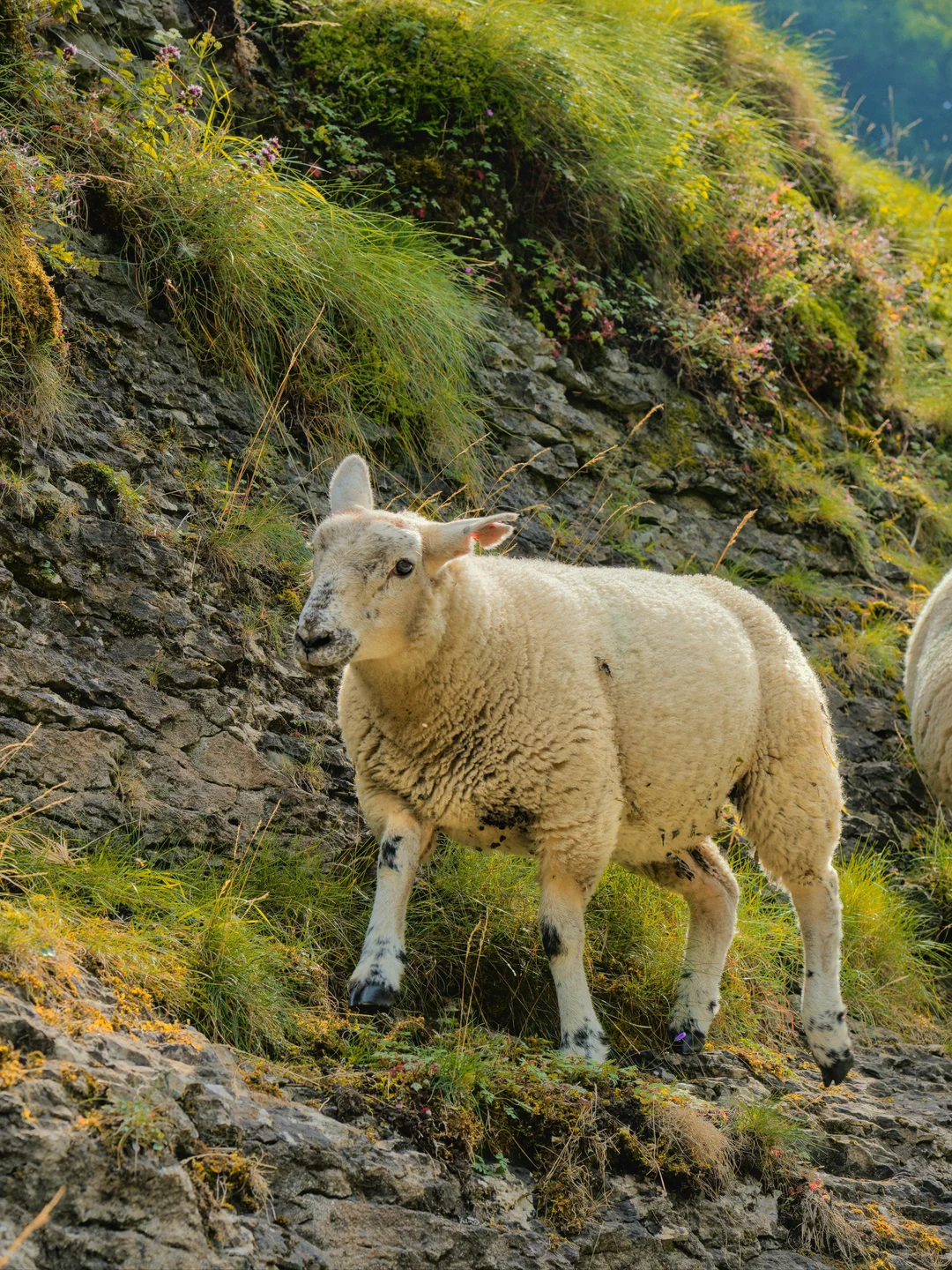 A sheep on the hillside | Scrolller
