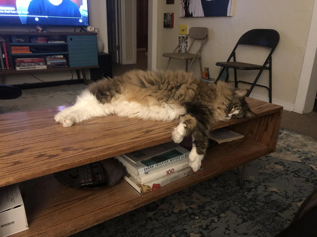 Big heckin’ floof | Scrolller