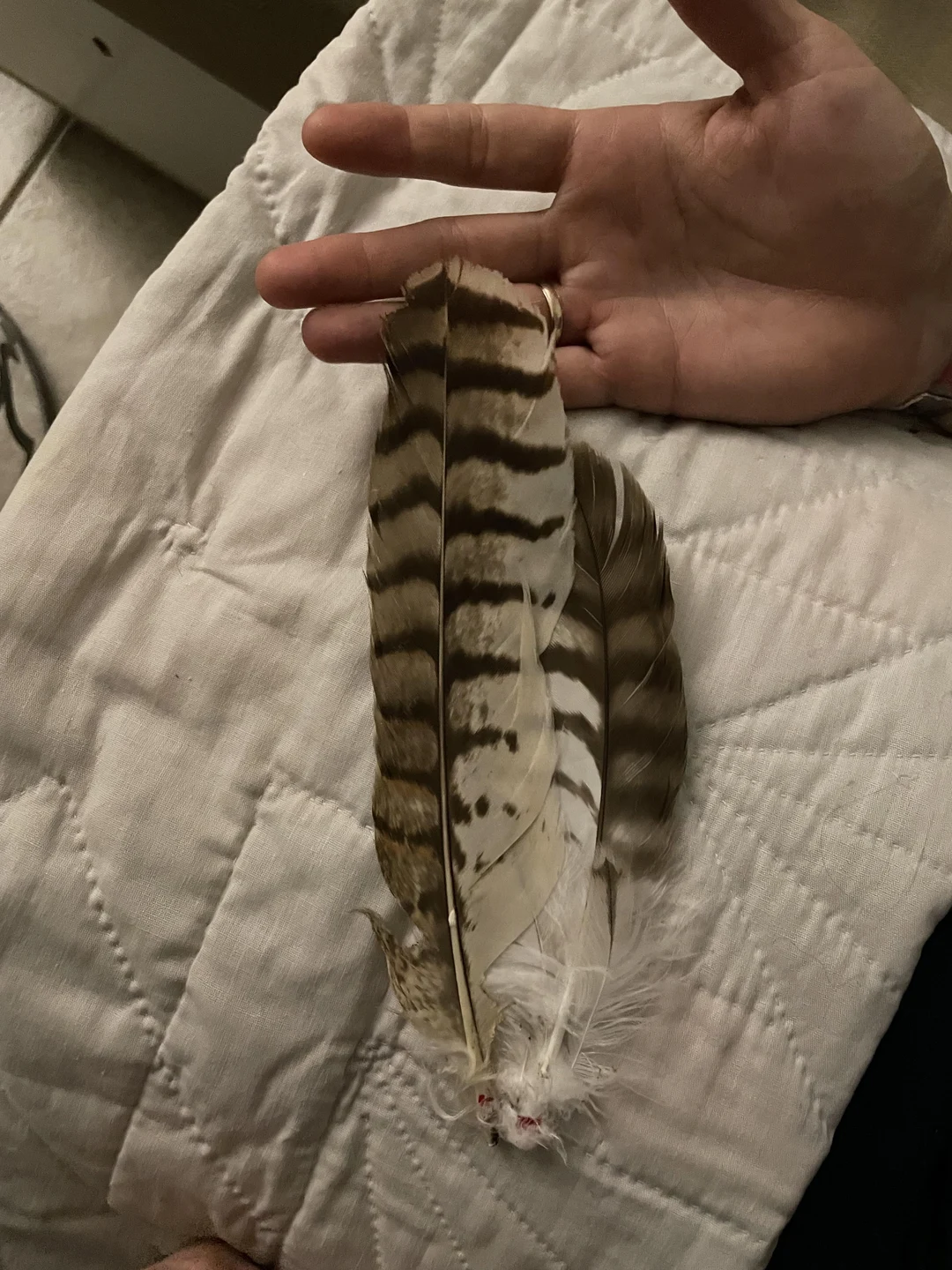 Discover more like Owls: Owl feathers? and Related Content | Scrolller