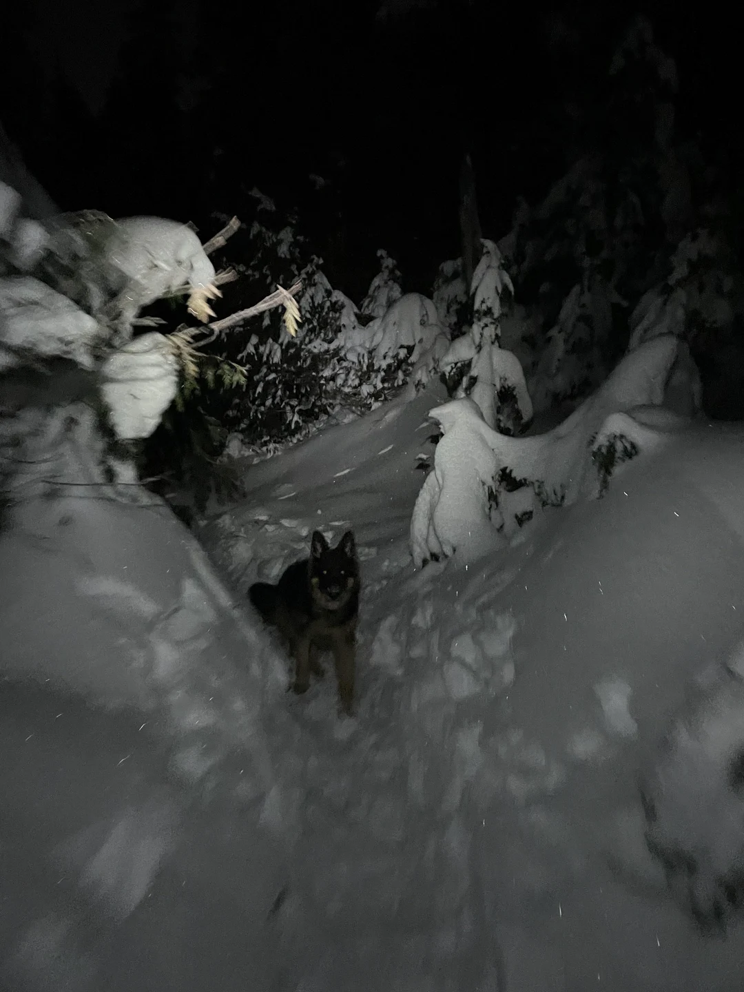 My guy in the mountains | Scrolller