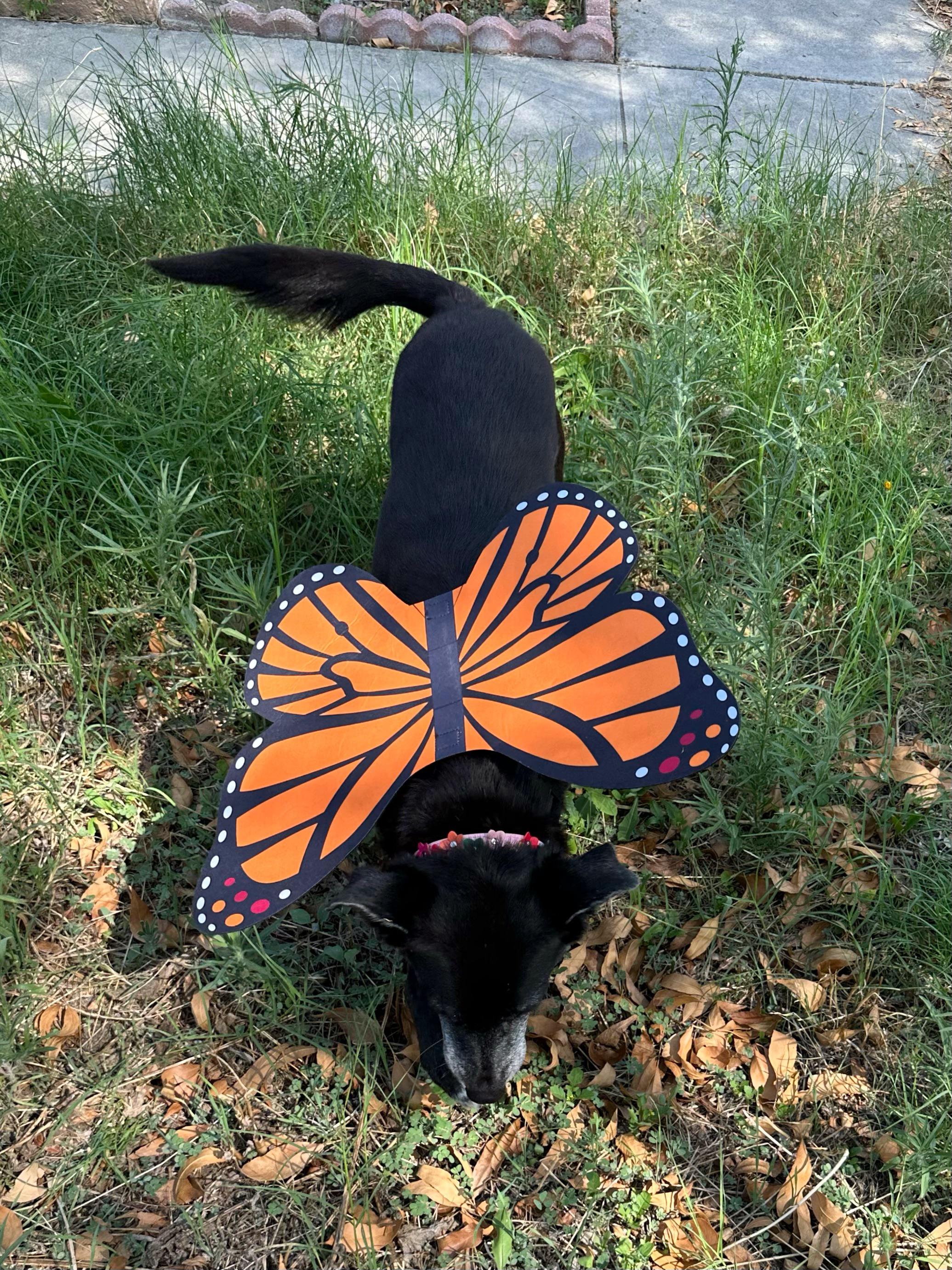 A glimpse of the rare and beautiful pupperfly. | Scrolller
