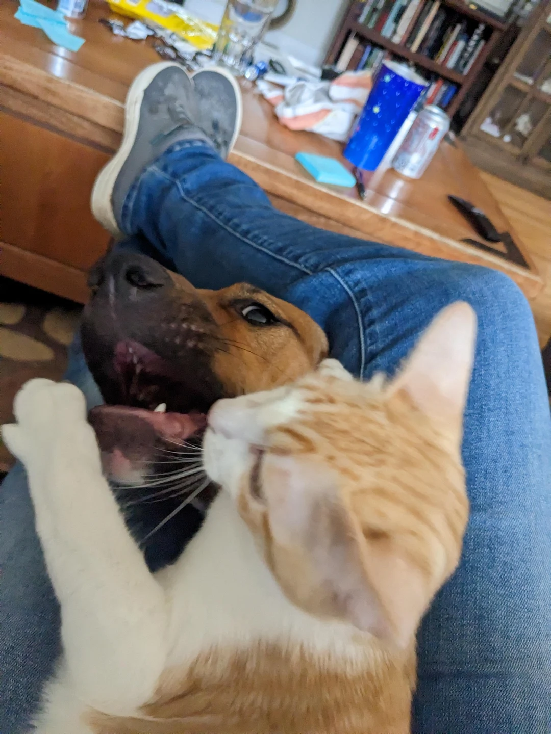 Saw the kitten napping peacefully and decided to do her sandworm impression. | Scrolller