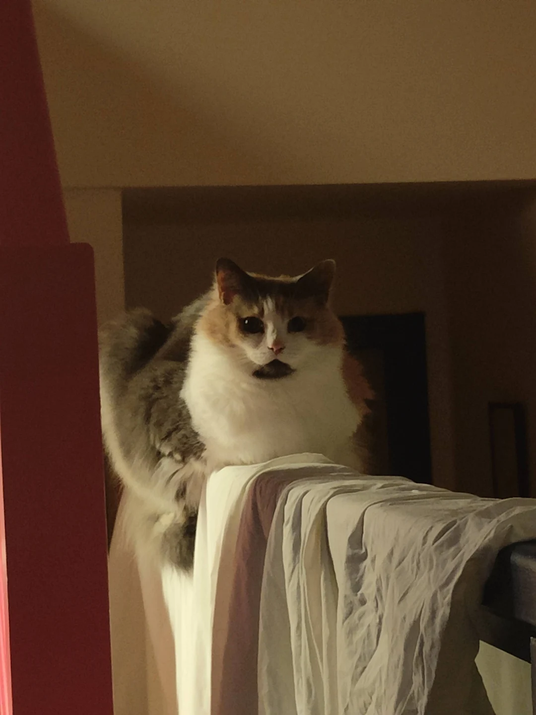 Mallory Being a Bread Bus!!! | Scrolller