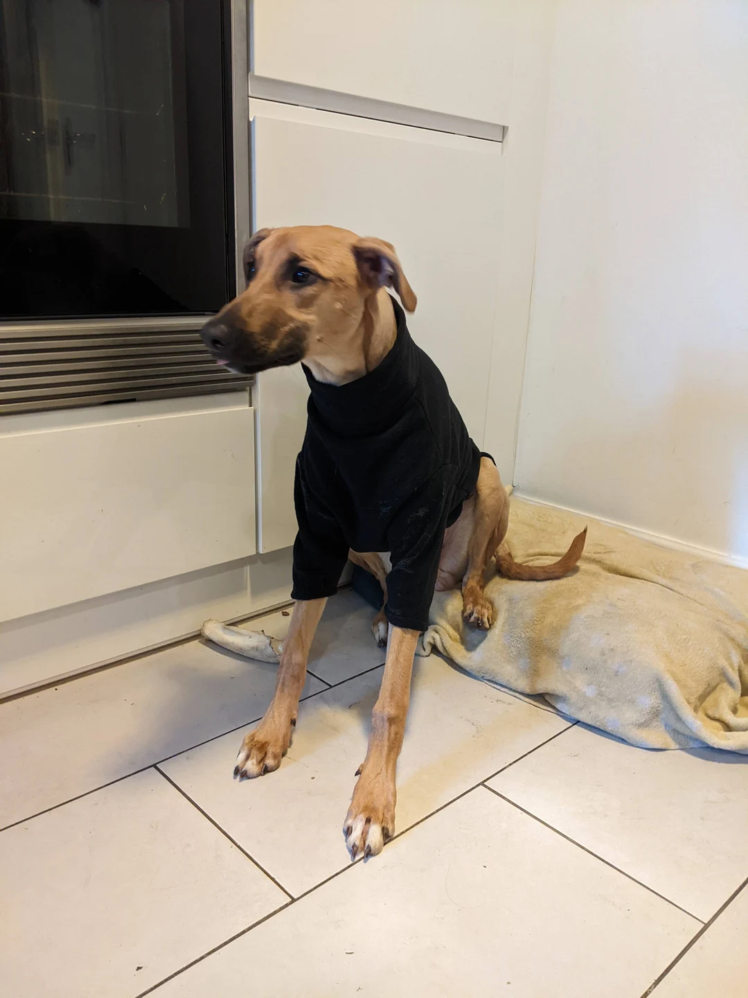 You have to squint to see it, but Robert finally achieved ToT! | Scrolller