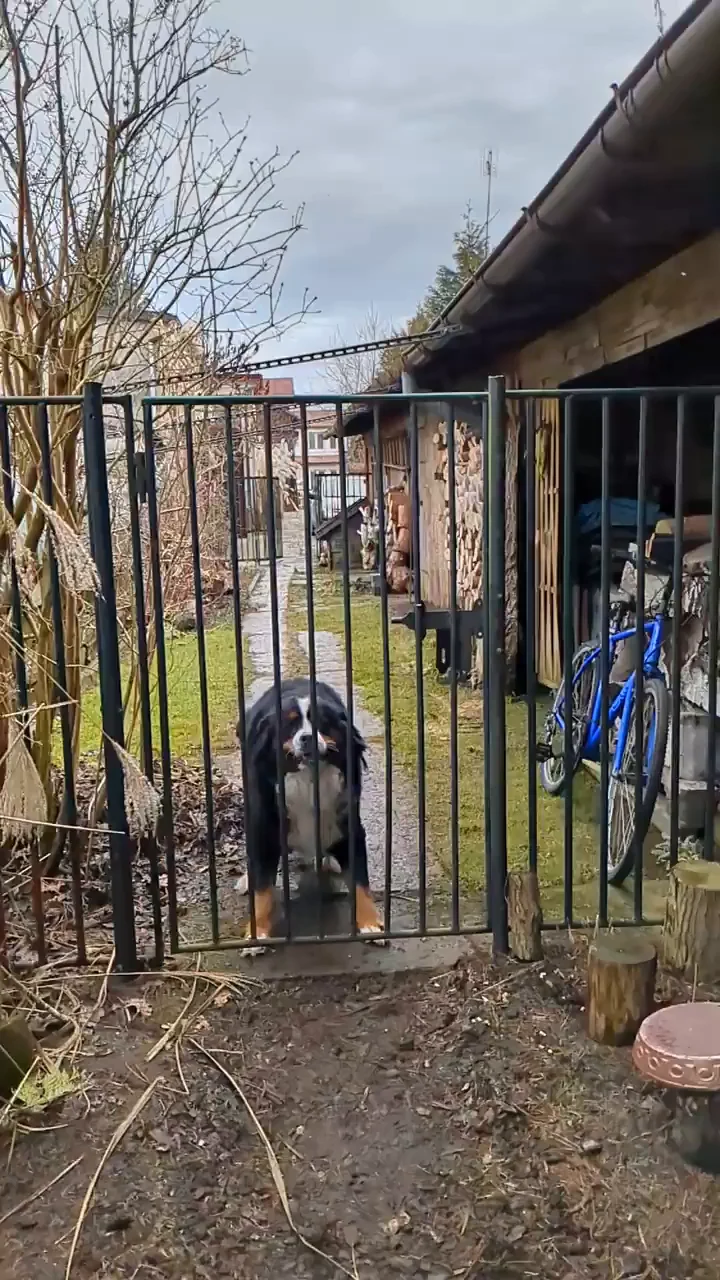 Meet Toby :D | Scrolller