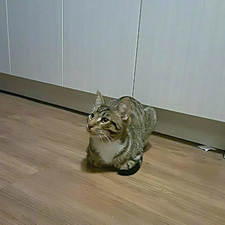 Bender the brown tabby | Scrolller