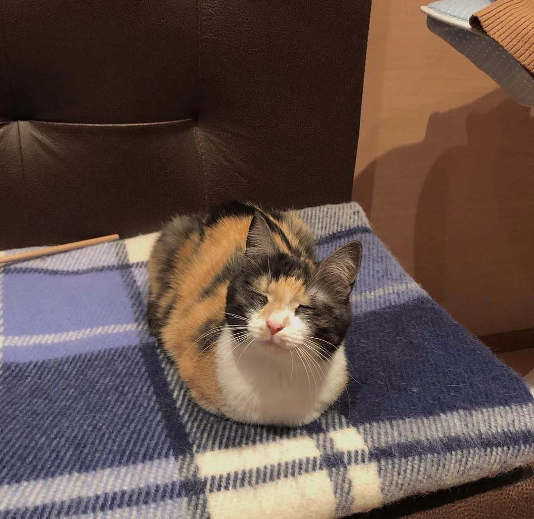 Sleeping loaf | Scrolller