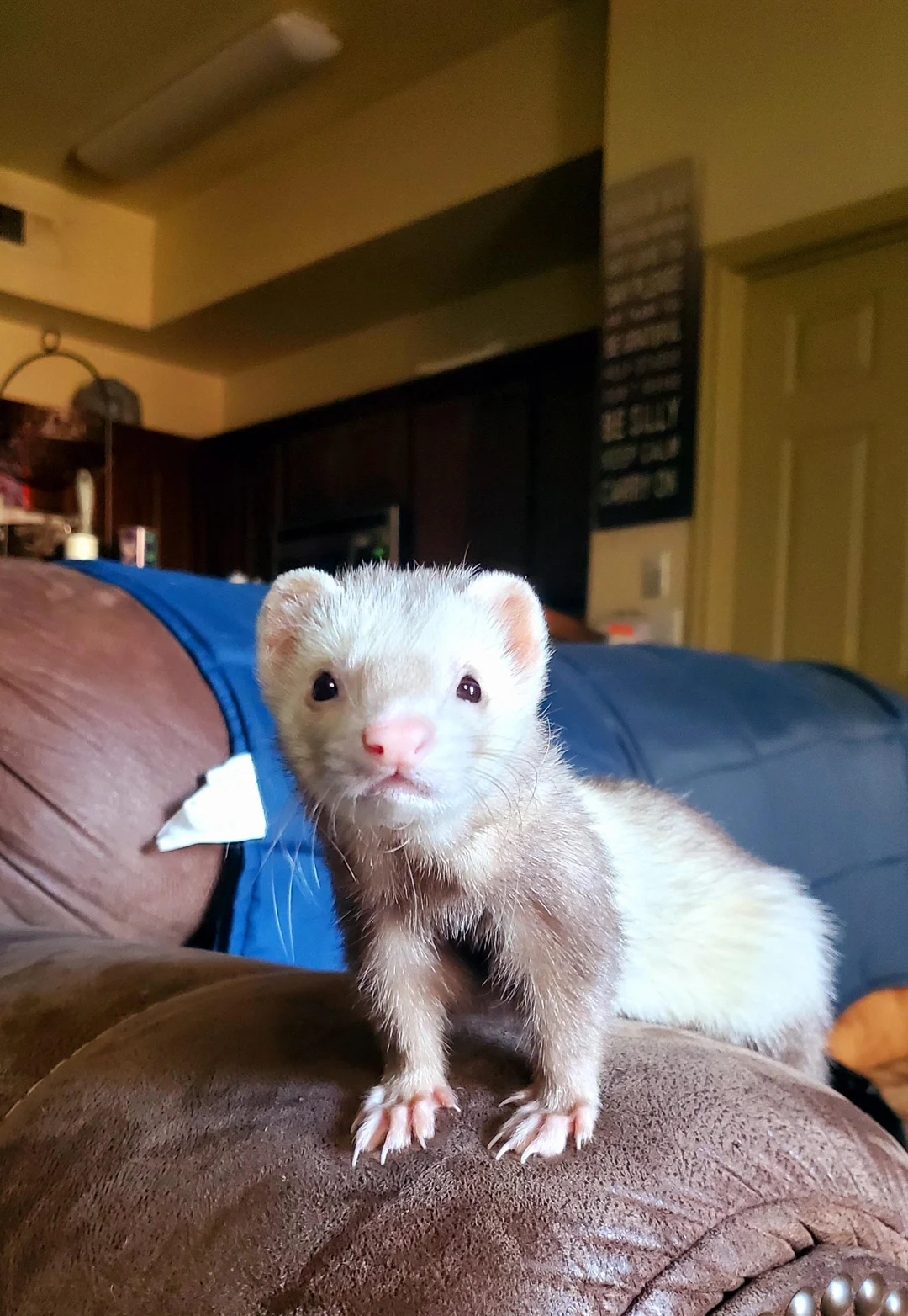 Stuart turns 2 this month! | Scrolller