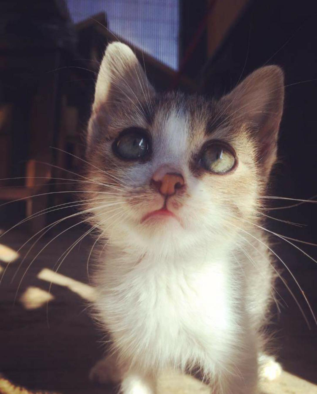 Hello Cat lovers! Meet Luna! | Scrolller