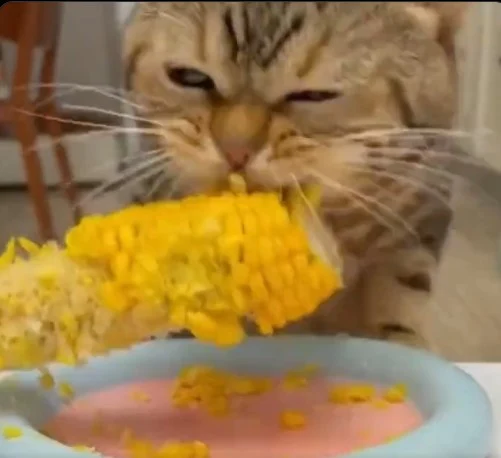 Kitty loves corn on the cob | Scrolller