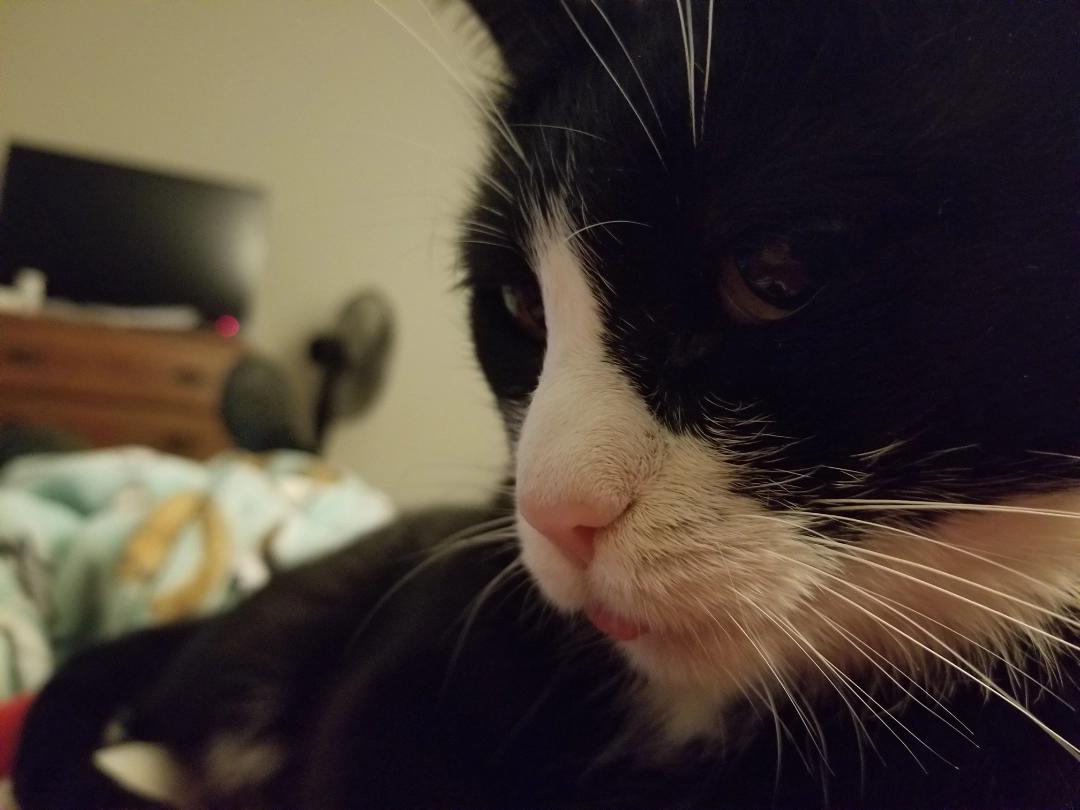 A Small Blep | Scrolller