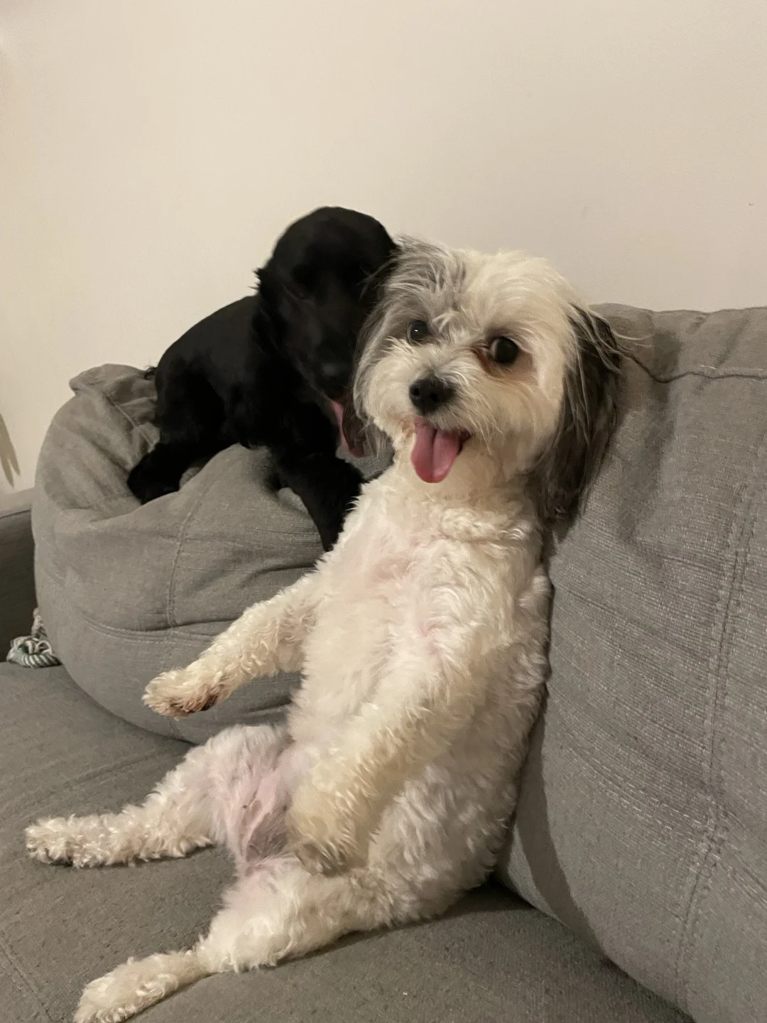 My Frankie being her usual derpy self | Scrolller