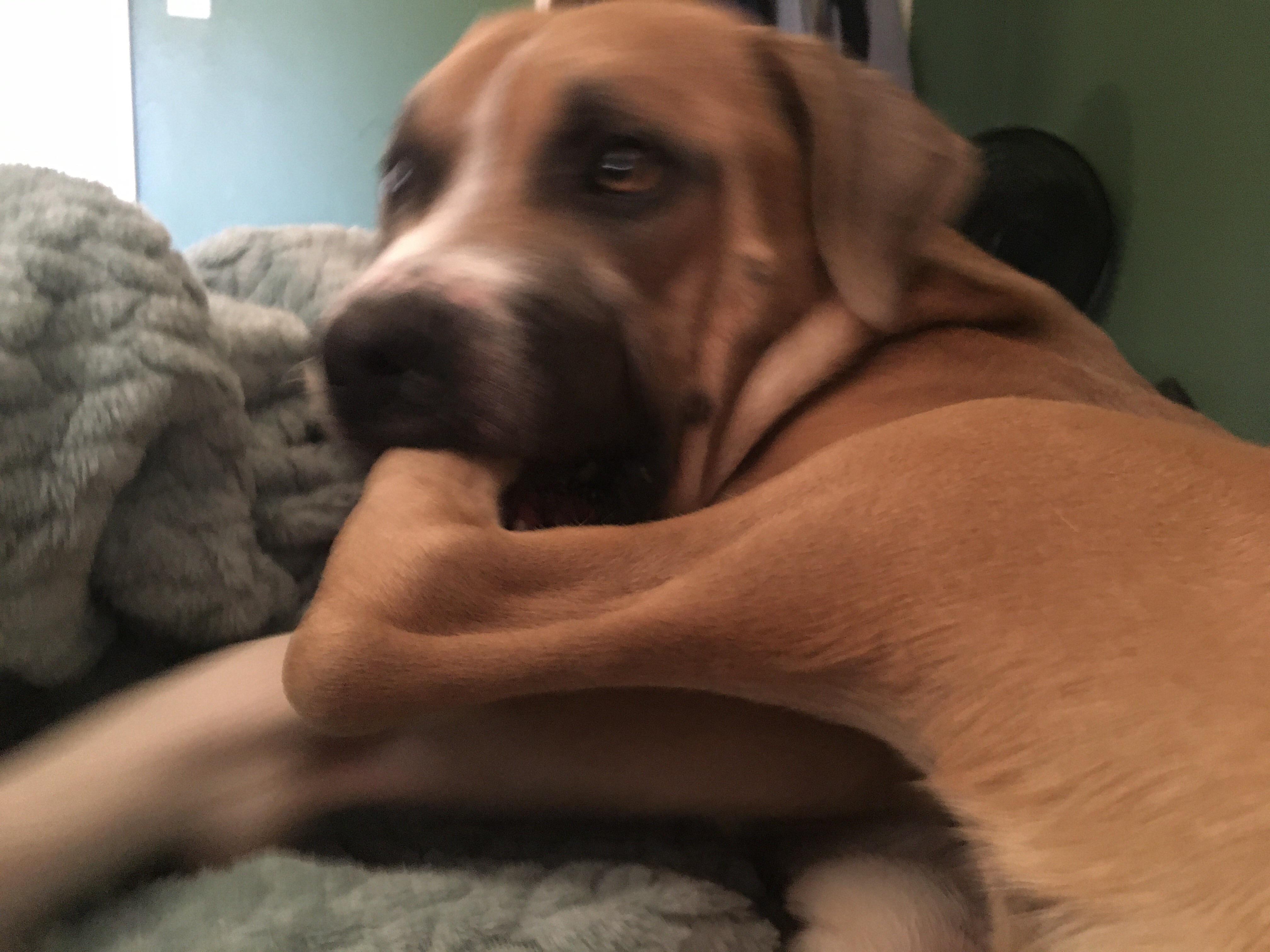 My dog with his entire paw in his mouth | Scrolller
