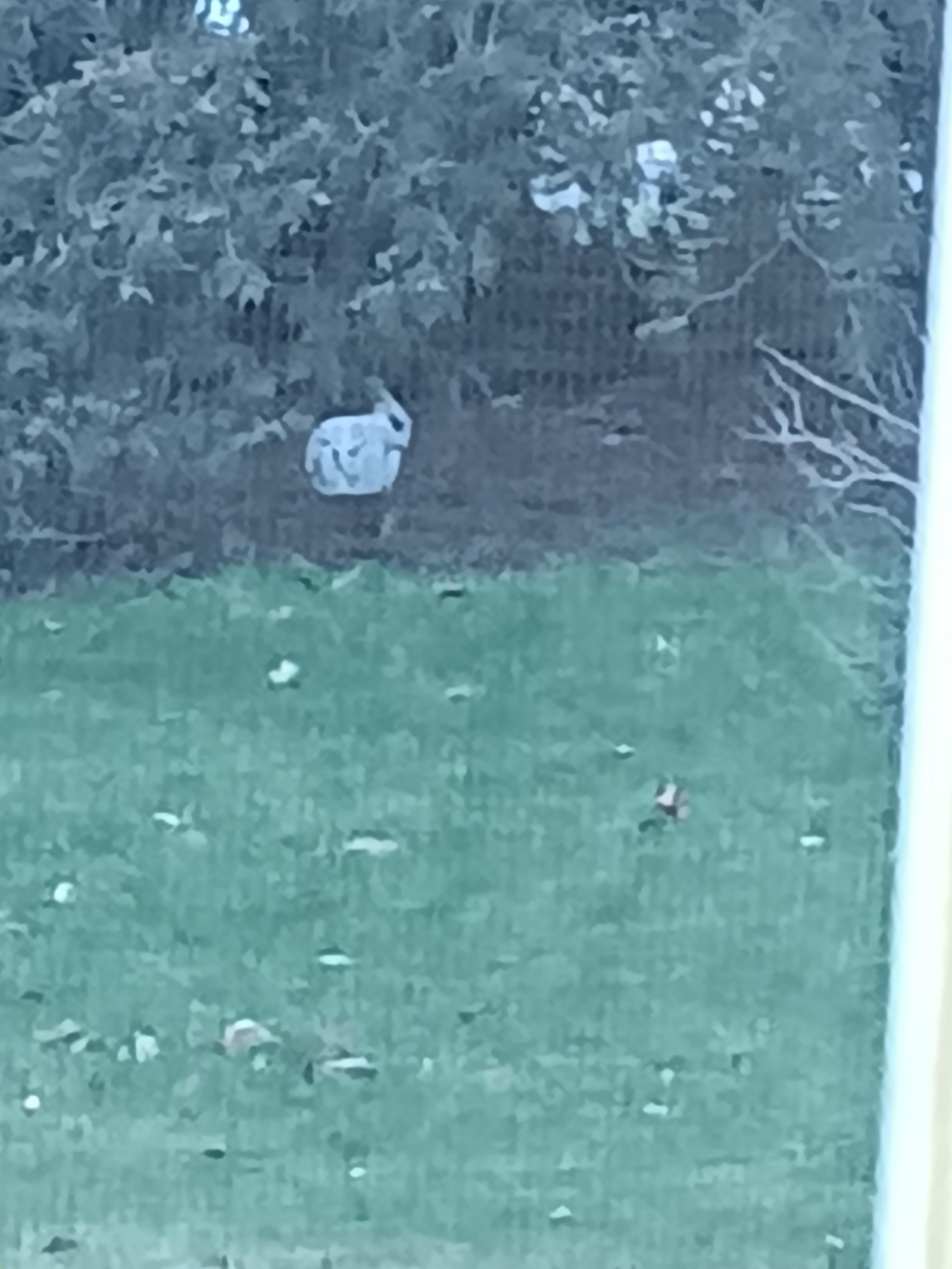 Piebald Rabbit | Scrolller