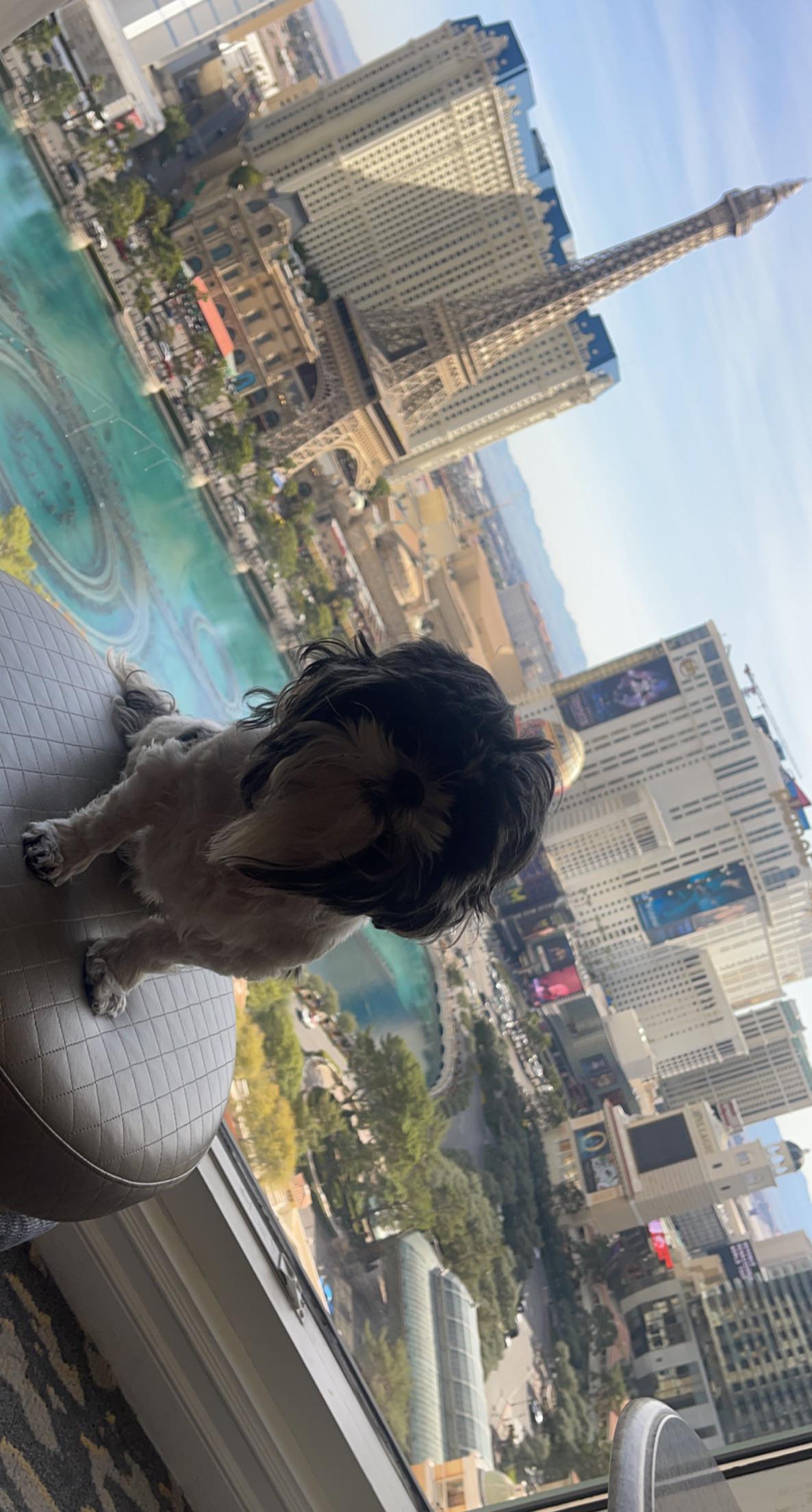 Dutchess in a Penthouse at the Bellagio. Does anyone else bring their Shih Tzu everywhere they ...