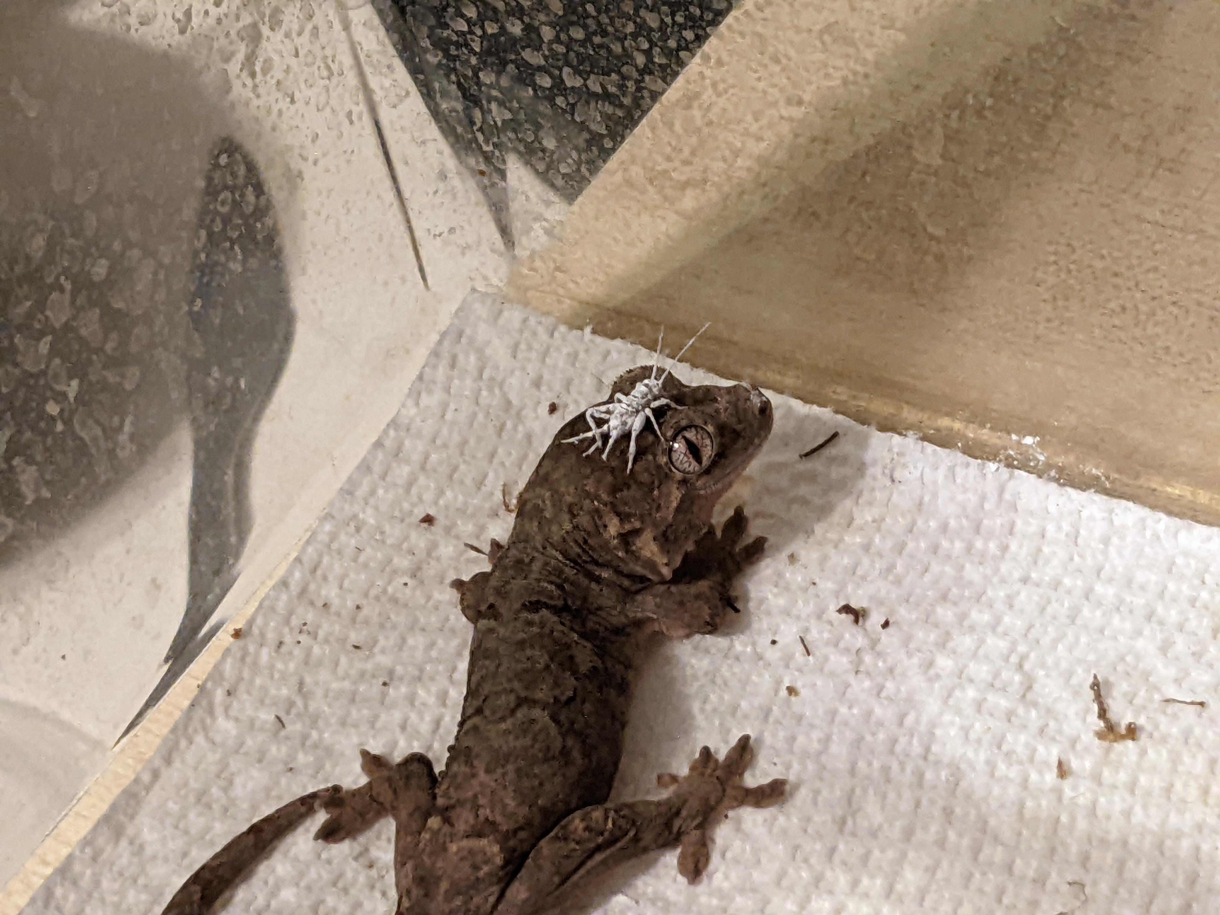 Baby chahouha geck is very good hunter | Scrolller