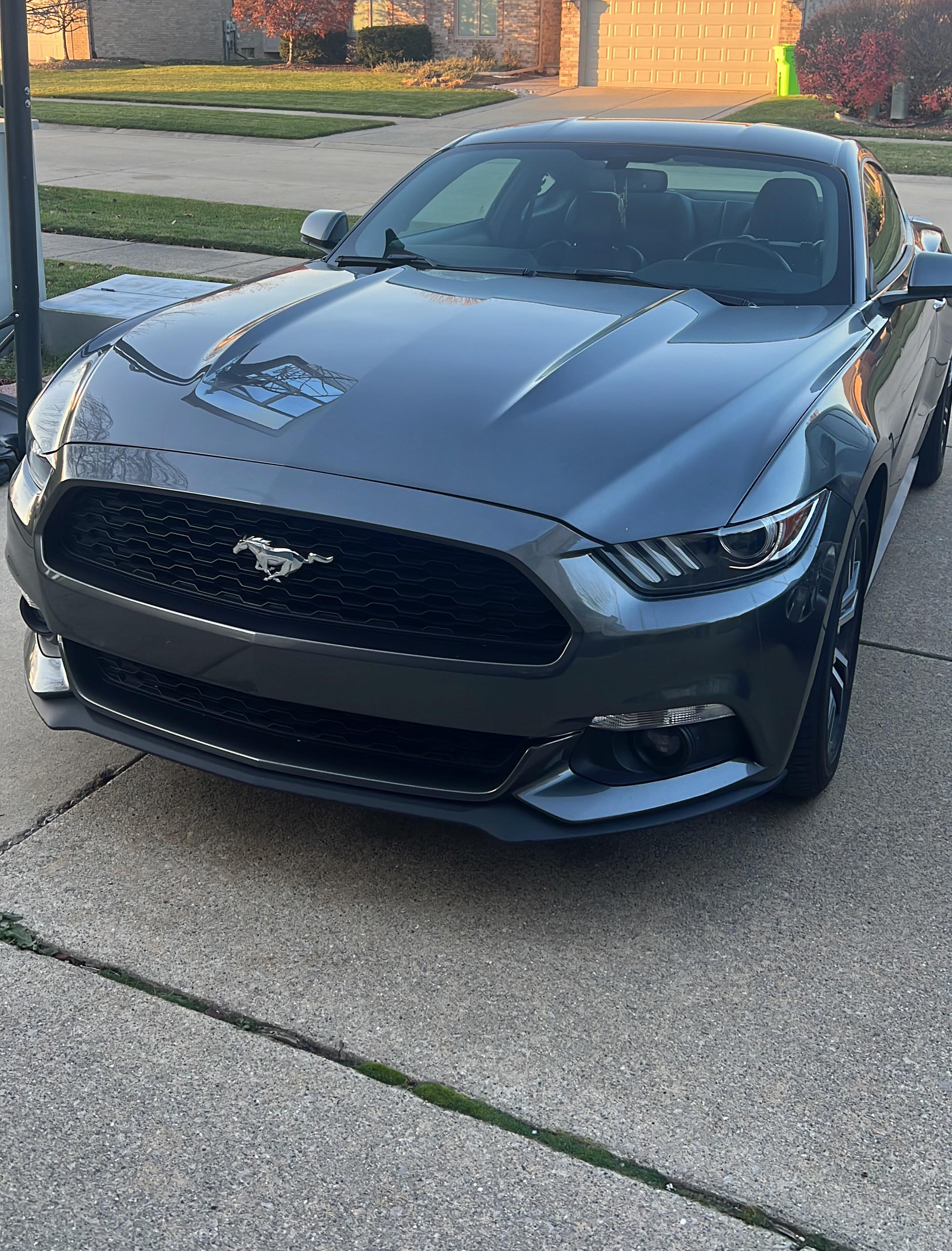 Greyhound 🐺🐺 | Scrolller