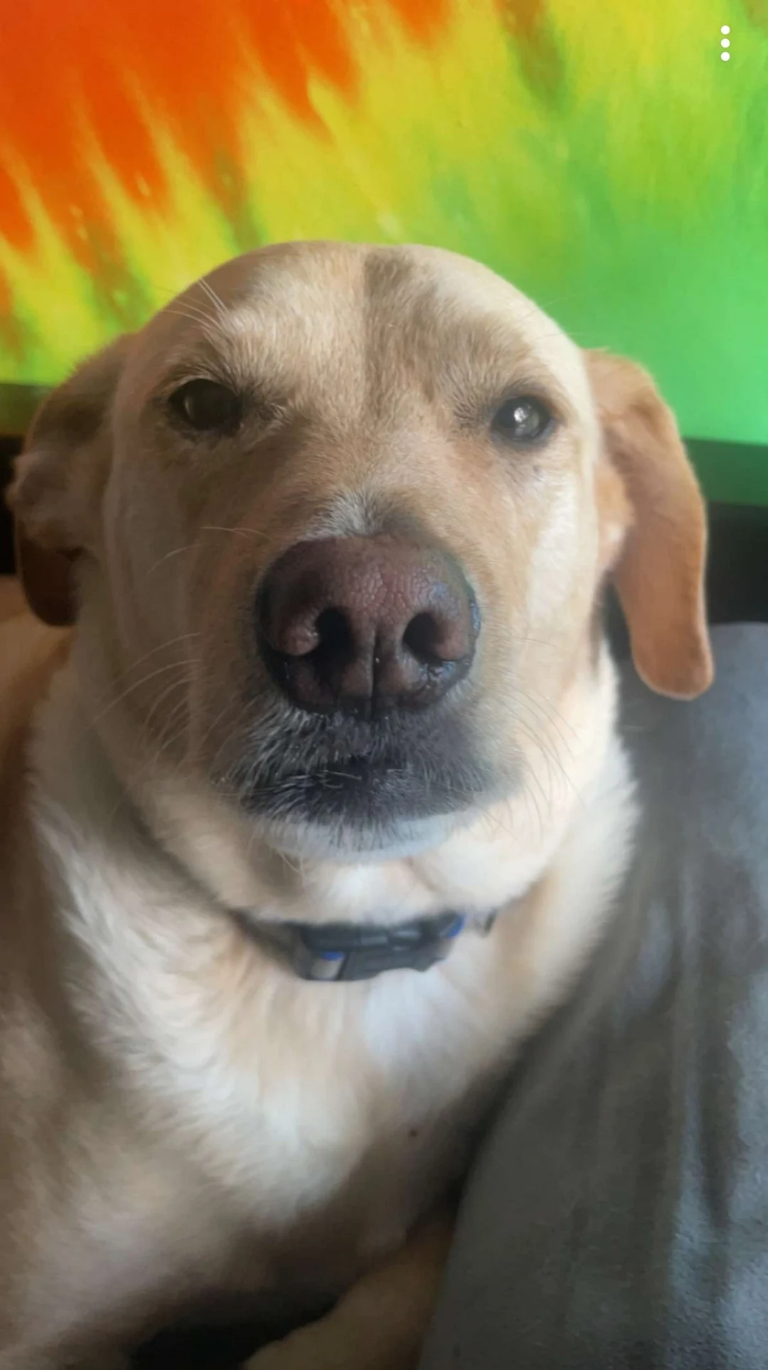 Double tap to boop | Scrolller