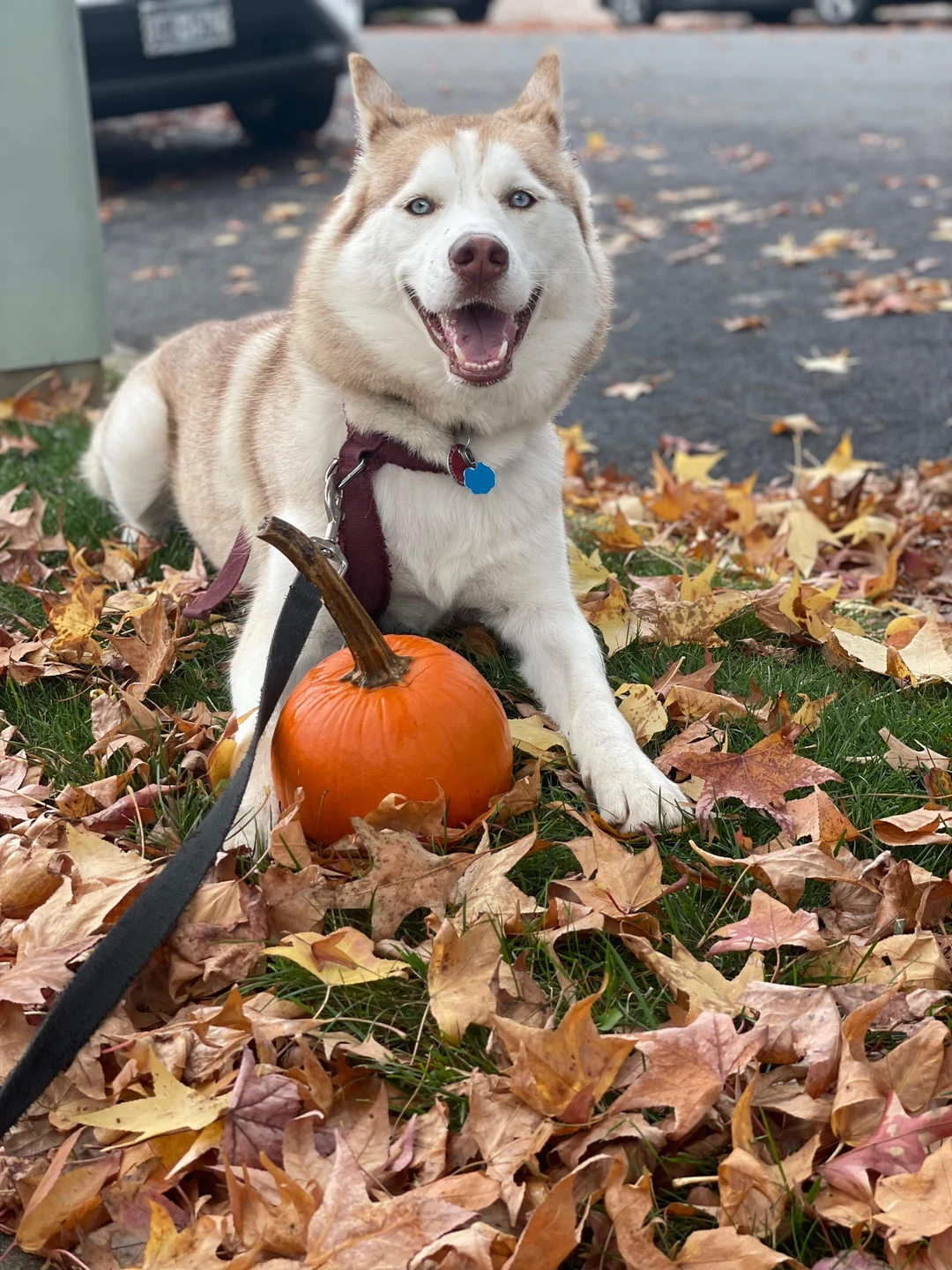 Happy Fall 🎃 🍁 Scrolller