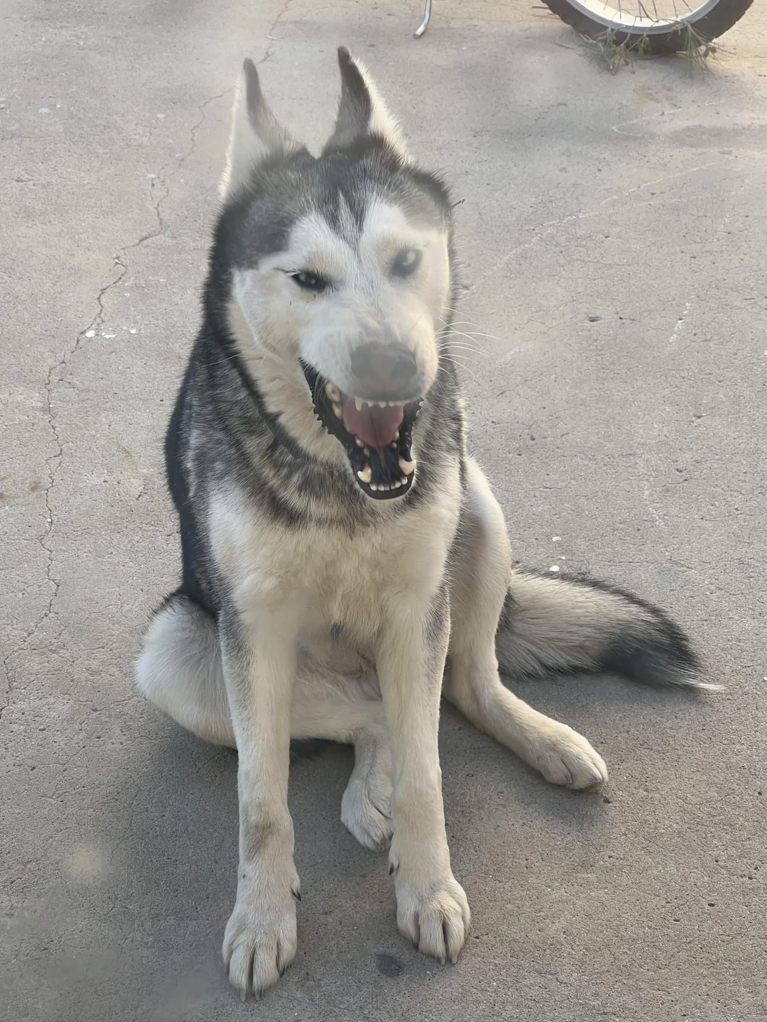 Doge sneeze | Scrolller