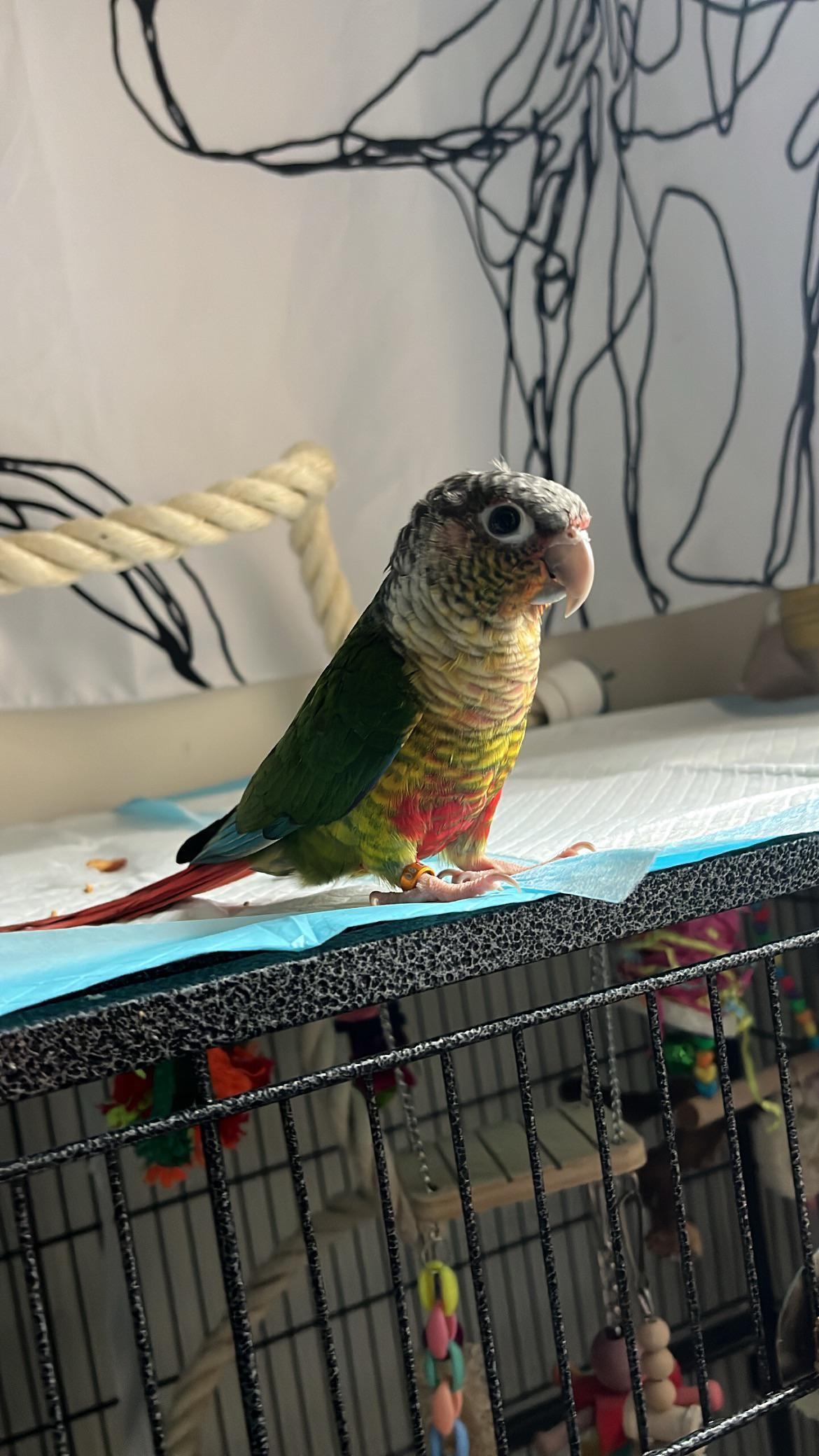 Made my tattoo stencil for Rui today, just got rio to go | Scrolller