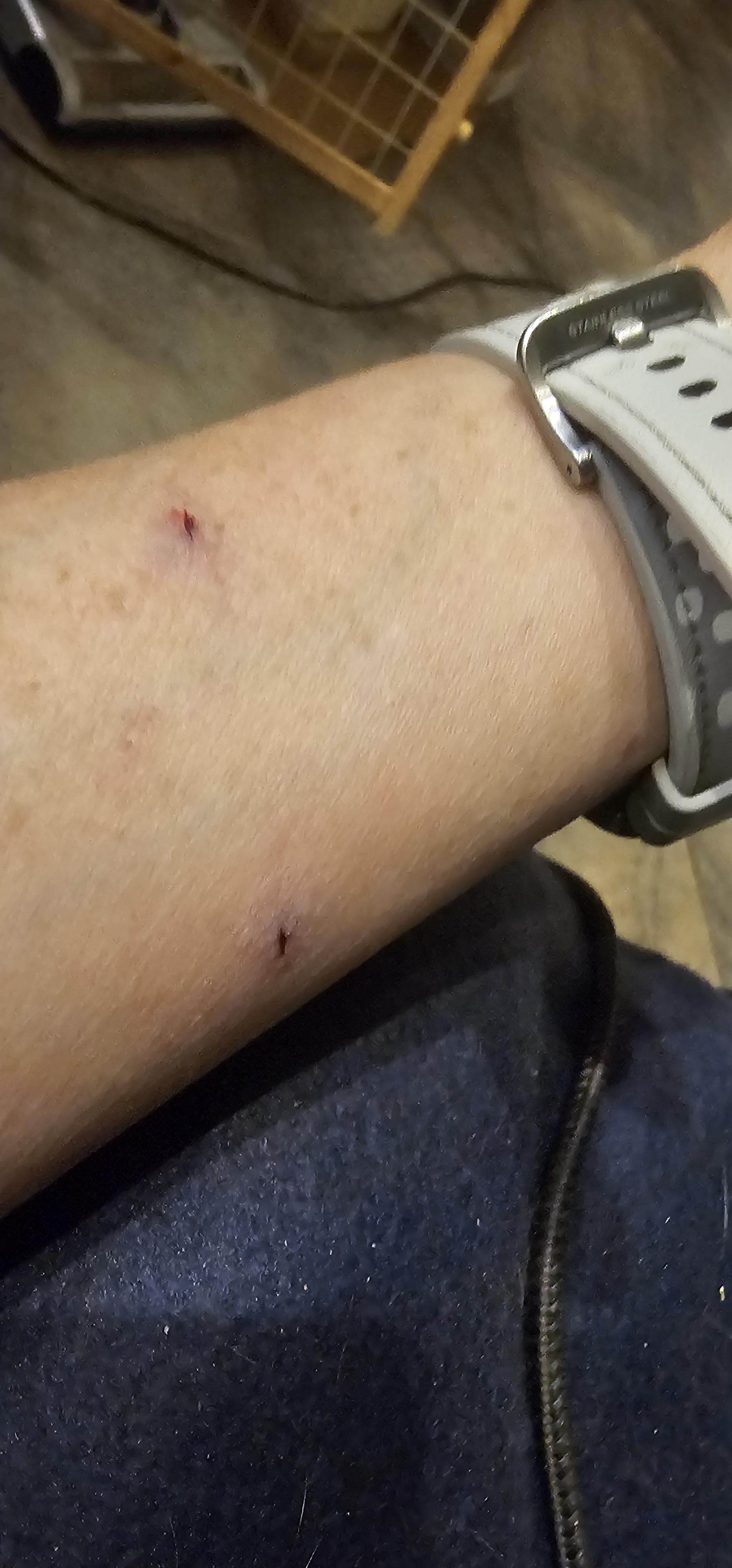 Puppy biting | Scrolller